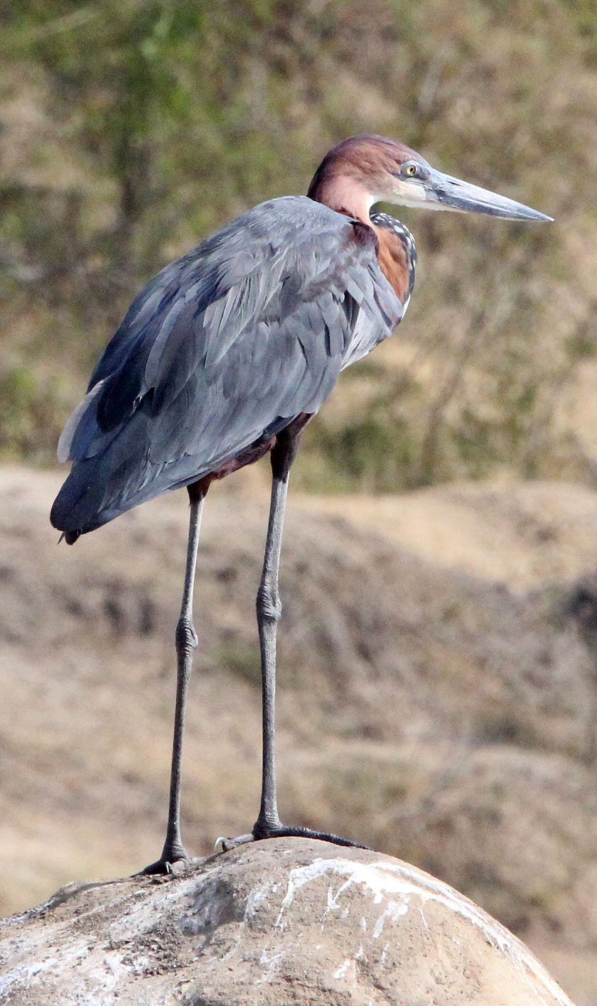Goliath Heron (Ardea goliath) — Coke Smith Wildlife