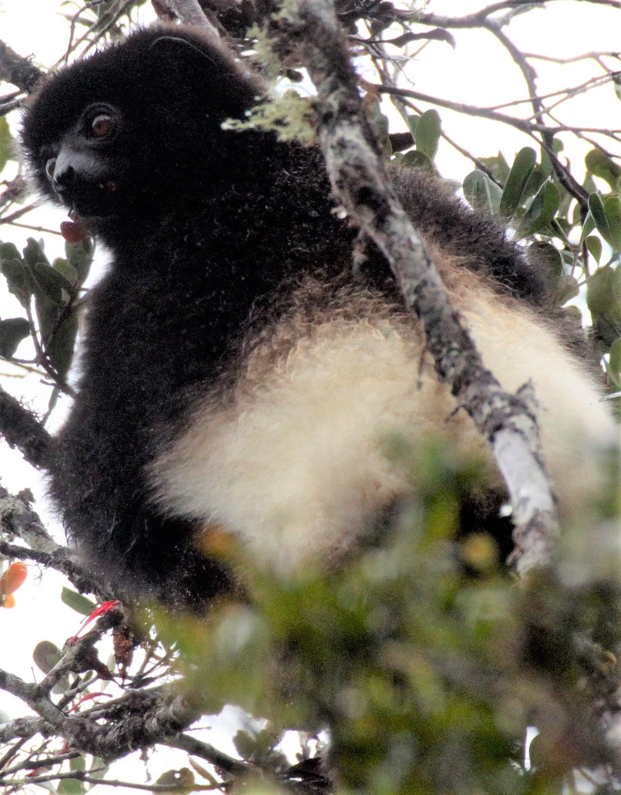 Propithecus edwardsi Milne-Edwards Sifaka — Coke Smith Wildlife