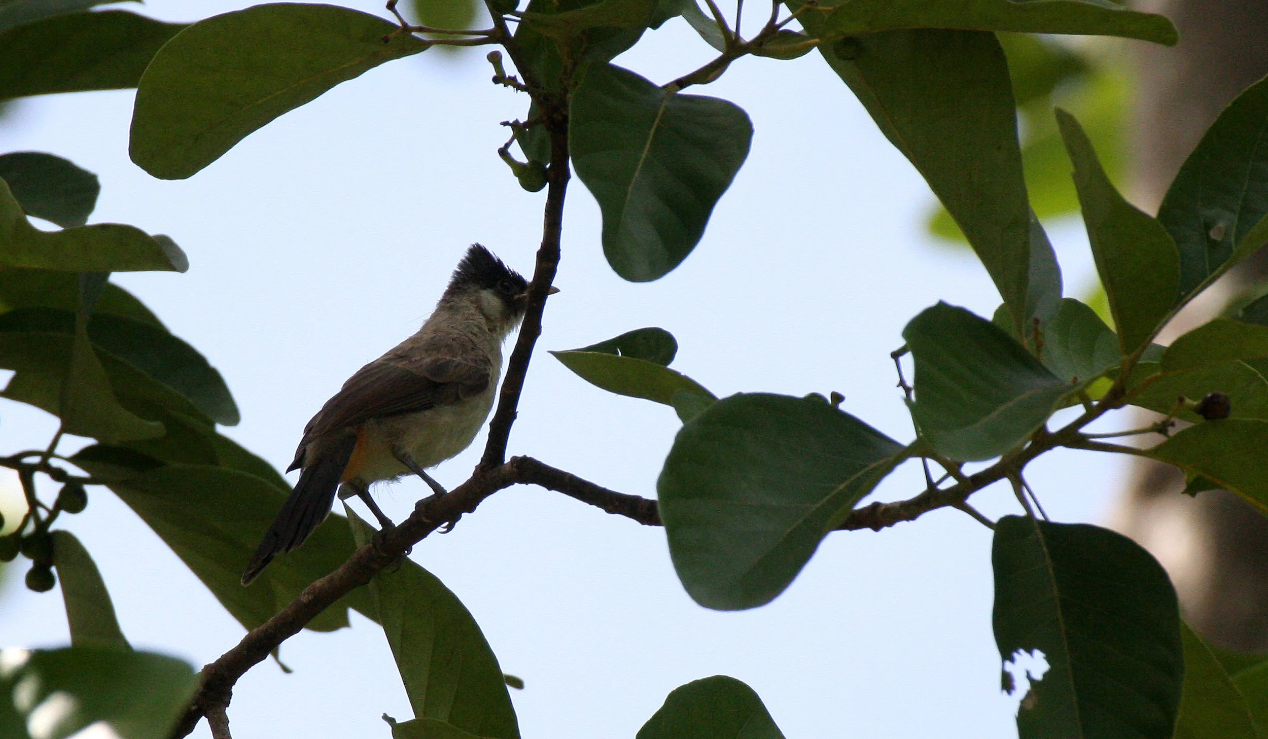 Sooty-headed Bulbul (Pycnonotus aurigaster) Thailand — Coke Smith Wildlife