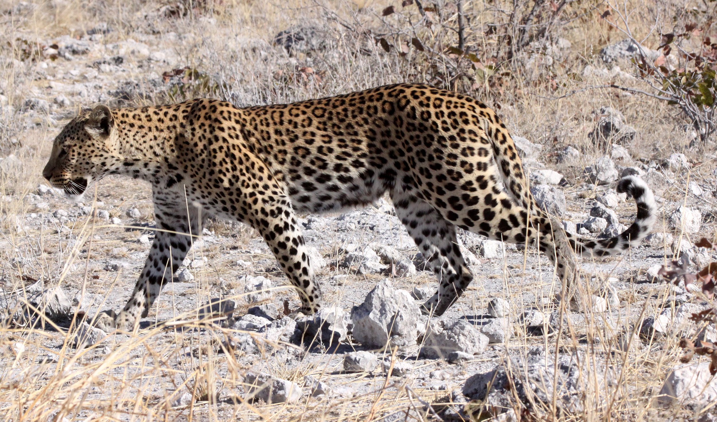 Panthera pardus subspecies — Coke Smith Wildlife