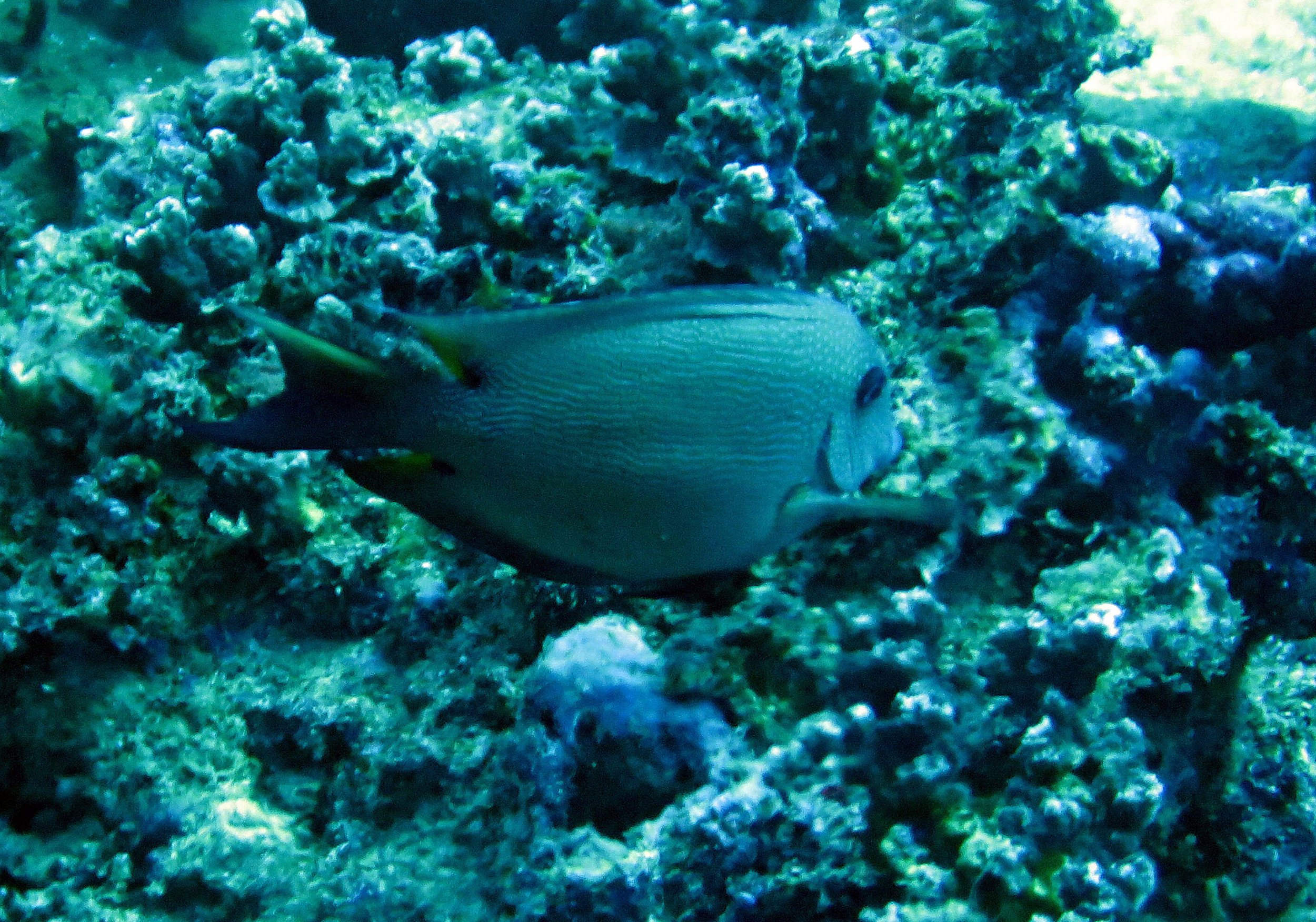 Family Acanthruidae - Surgeonfish, Tang & Unicornfish — Coke Smith Wildlife