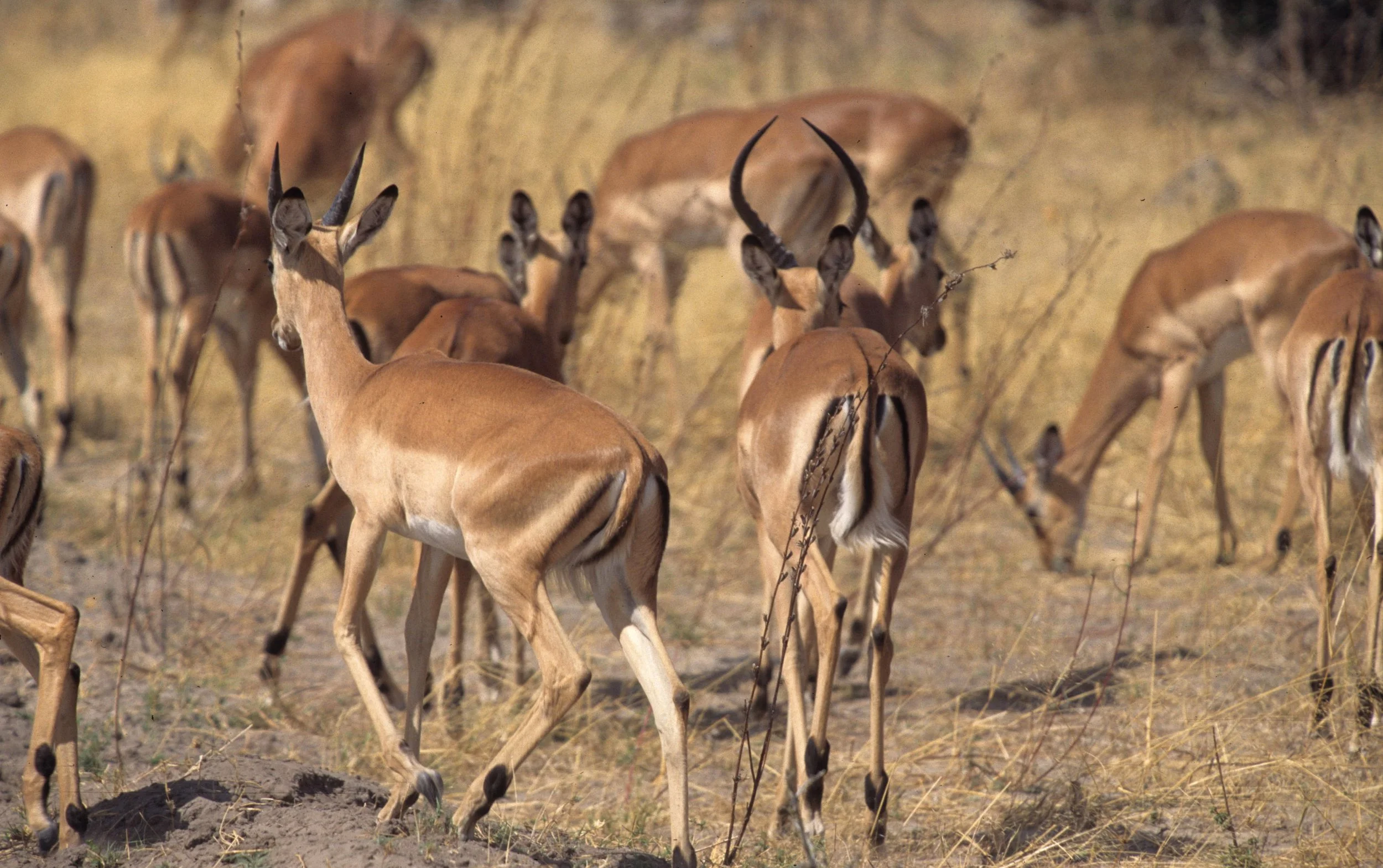 Aepyceros melampus Impala — Coke Smith Wildlife