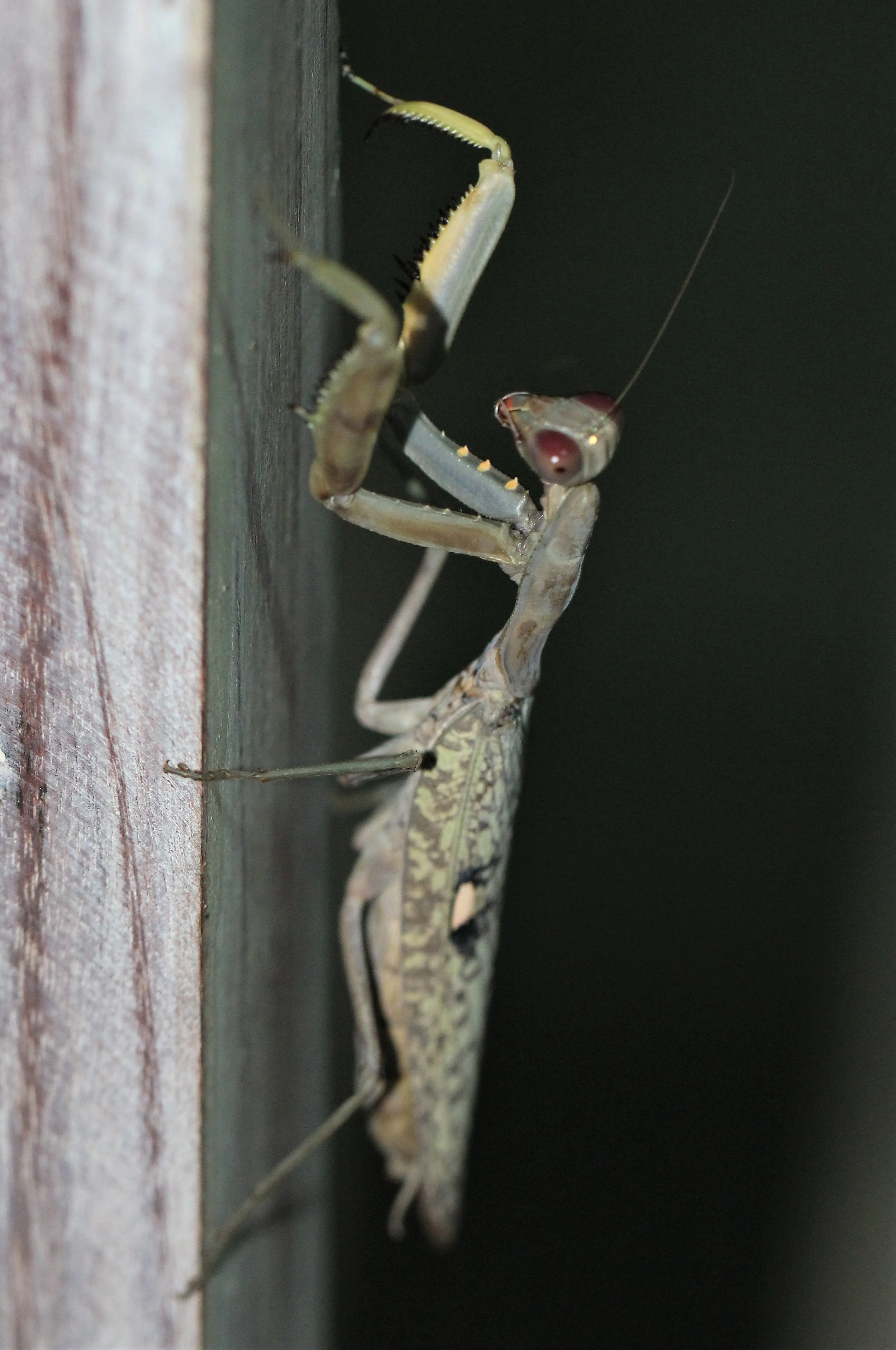 Order Mantodea - Mantids — Coke Smith Wildlife