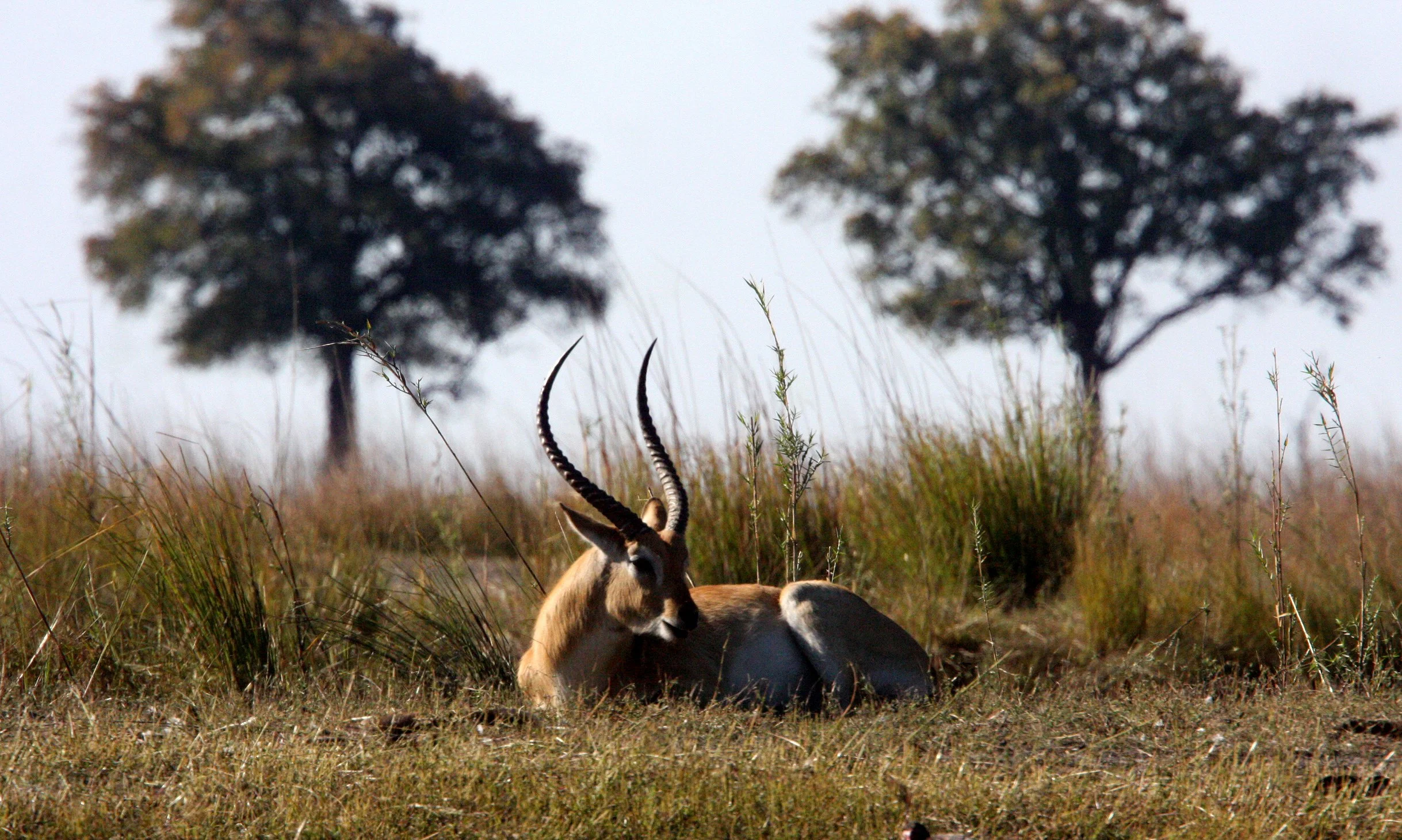 Genus Kobus the Kobs — Coke Smith Wildlife