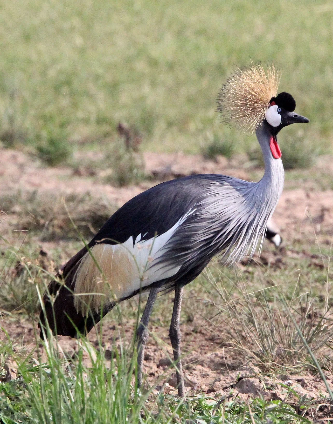 Grey Crowned Crane (Balearica regulorum) — Coke Smith Wildlife