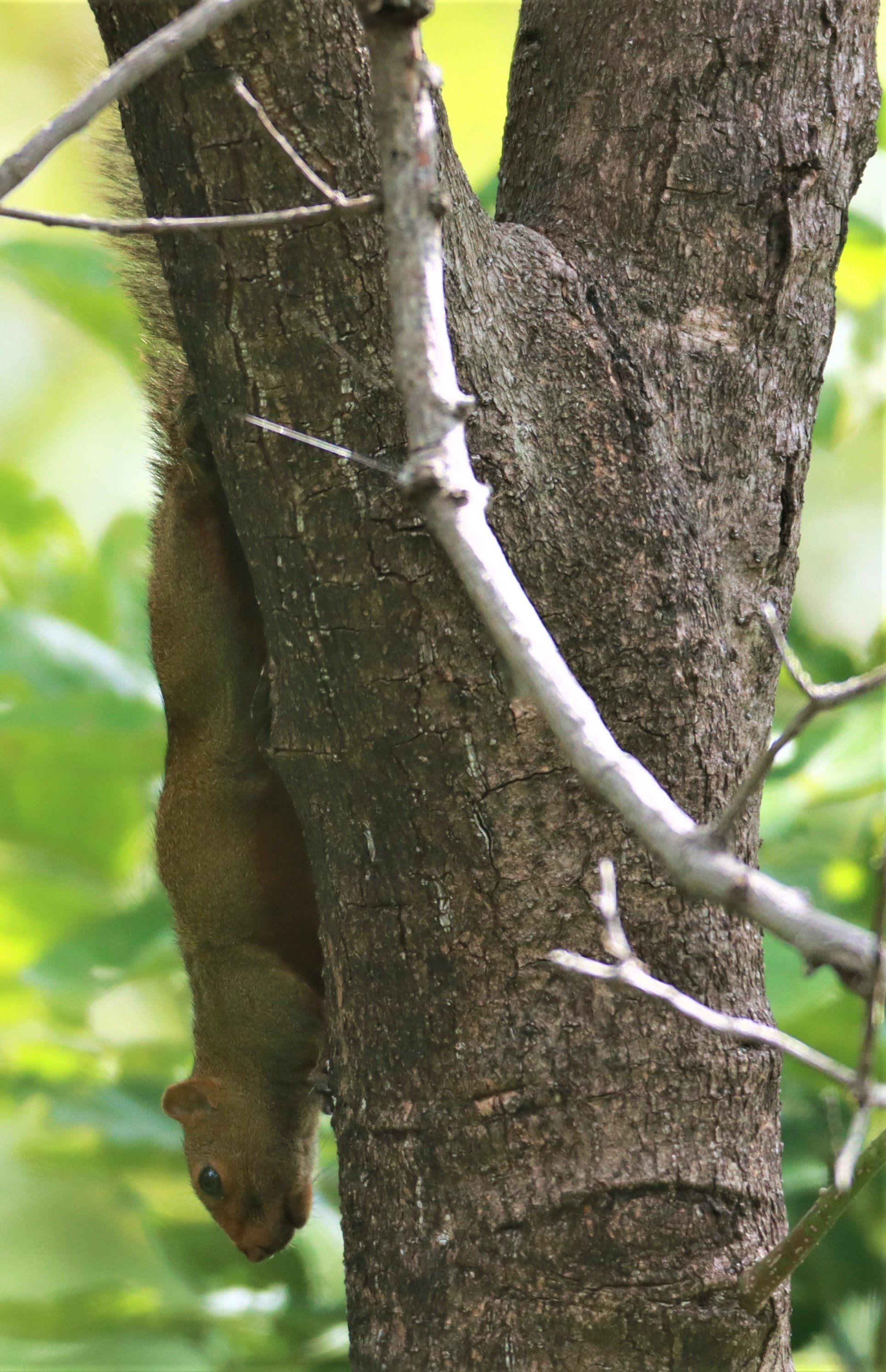 Callosciurus erythraeus - Pallas's Squirrel — Coke Smith Wildlife