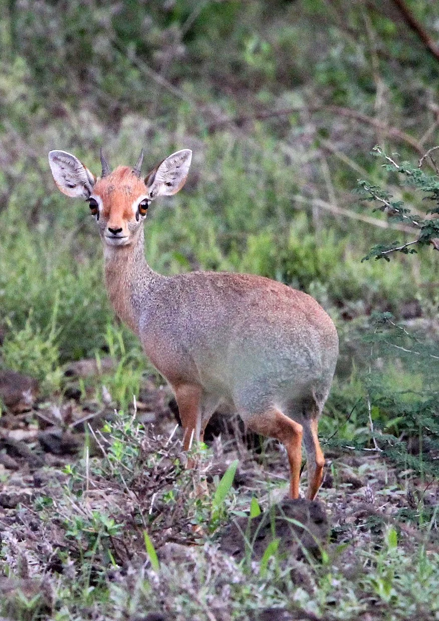 Genus Madoqua Dik Diks — Coke Smith Wildlife