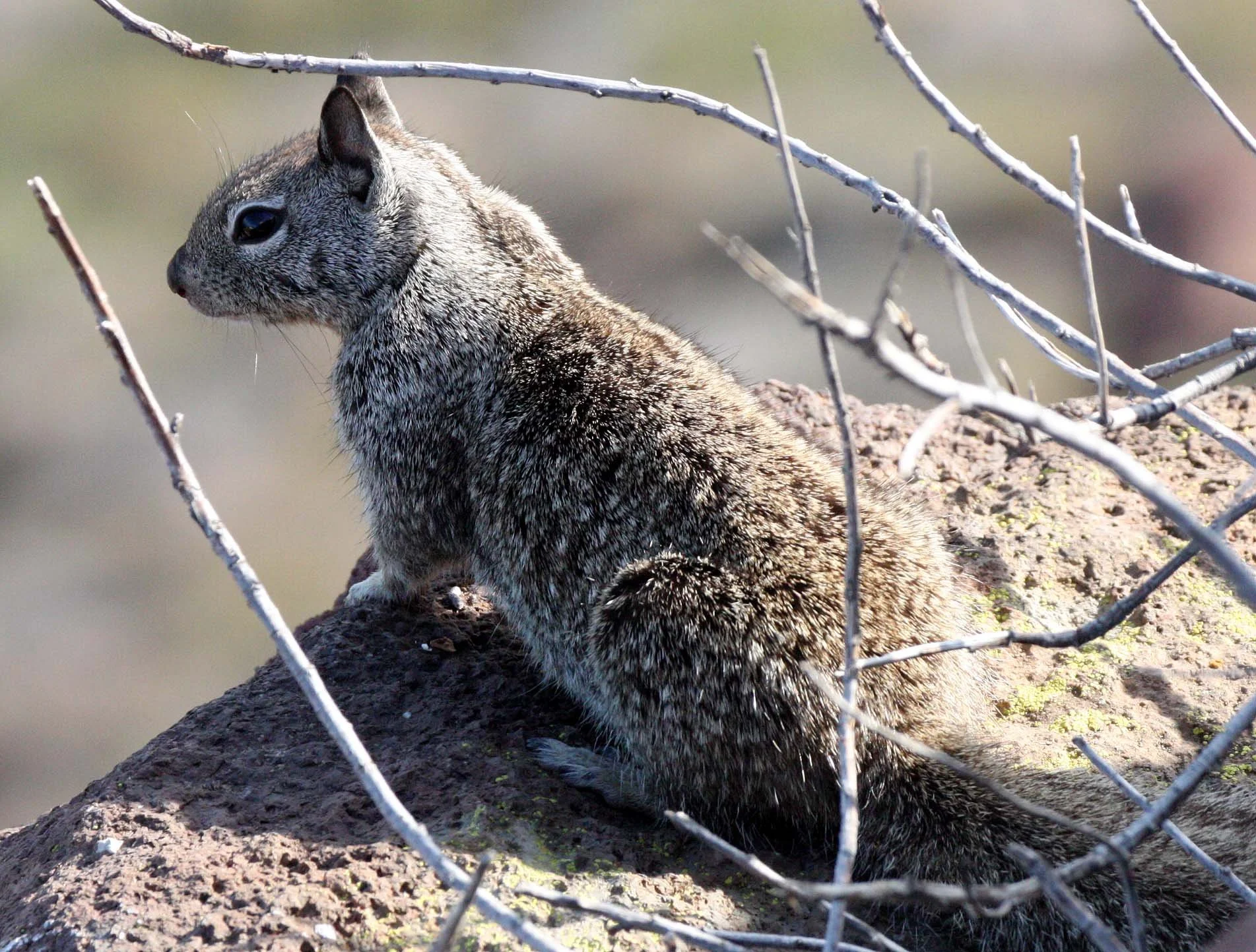 Genus Otospermophilus Ground Squirrels — Coke Smith Wildlife