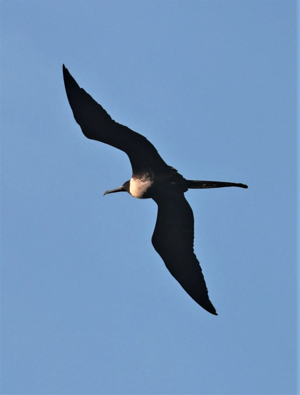 Birds of Rio de Janeiro — Coke Smith Wildlife