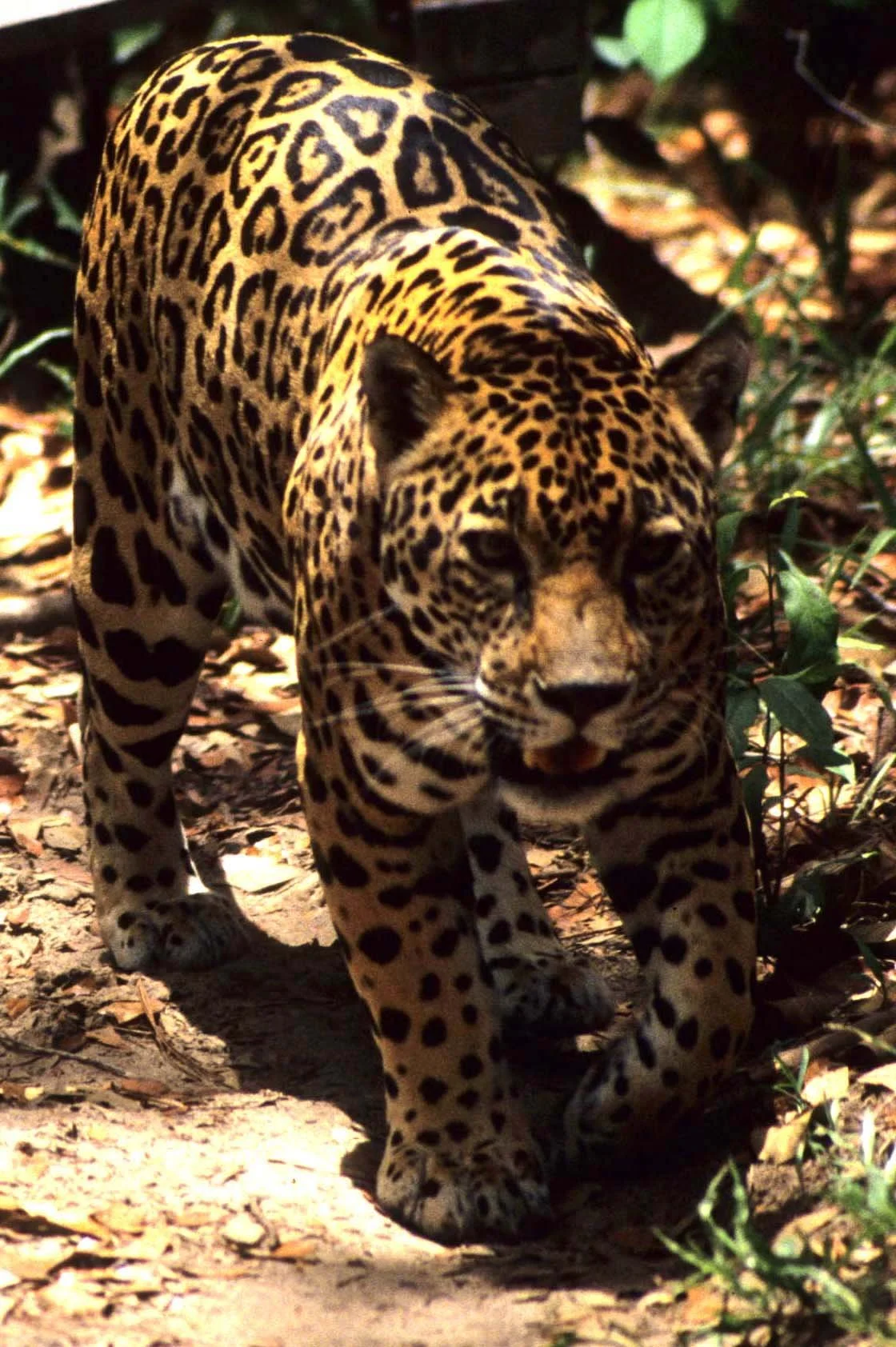 Panthera onca Jaguar — Coke Smith Wildlife