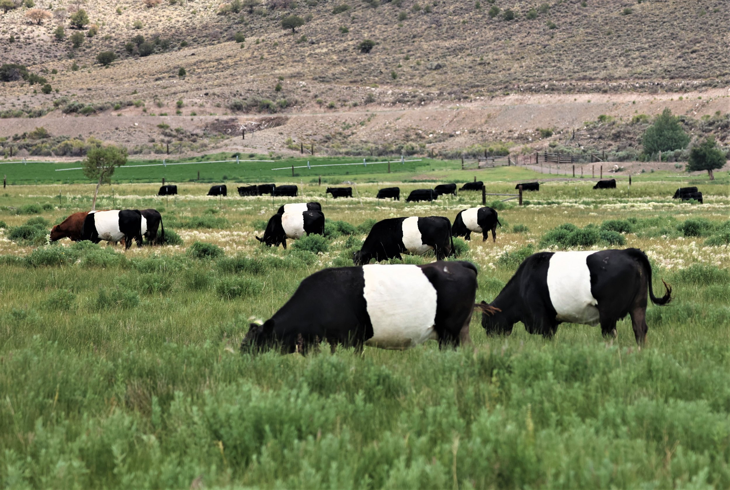 Bos taurus Domestic Cattle — Coke Smith Wildlife