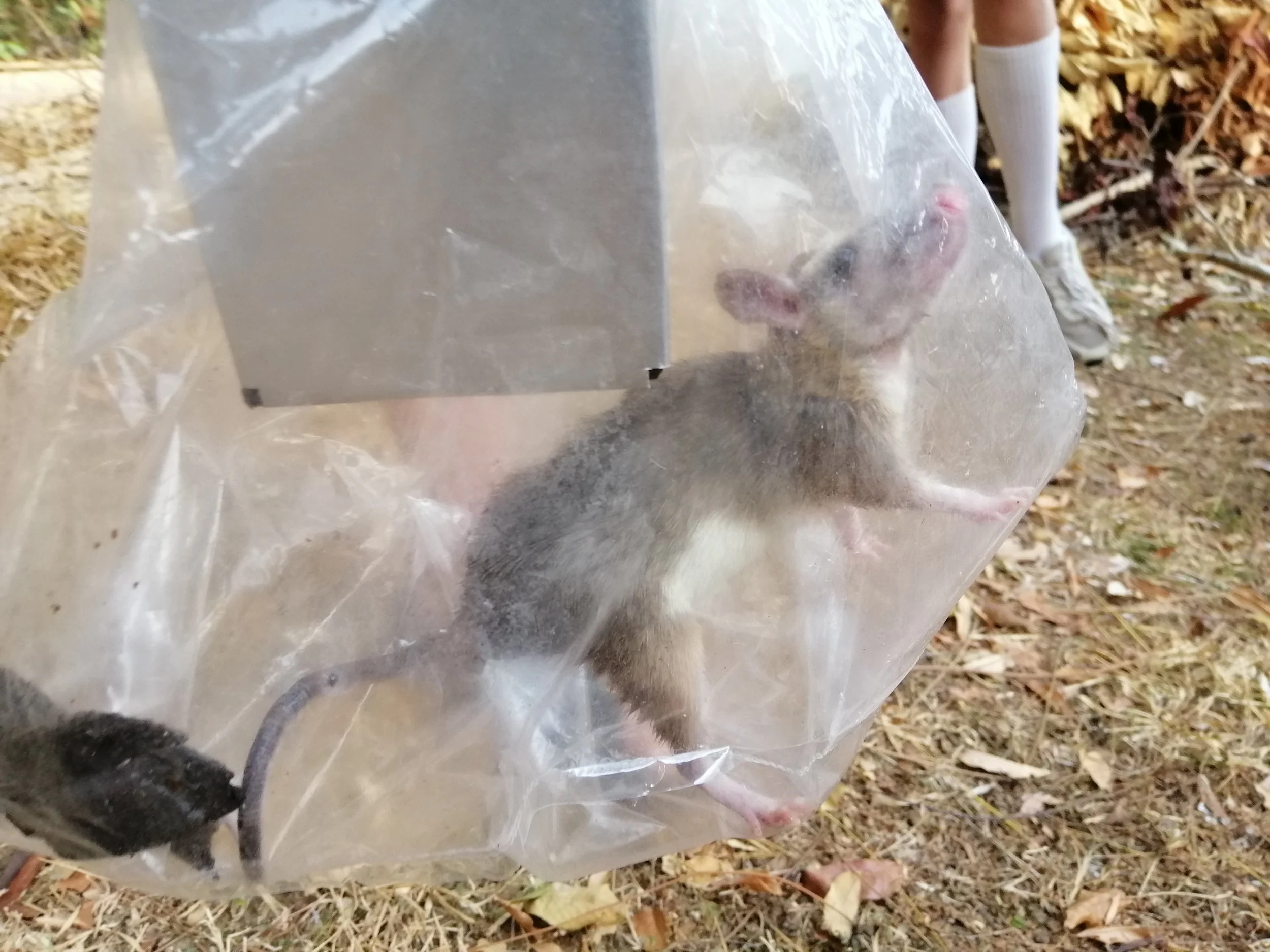 Leopoldamys edwardsi - Long-tailed Rat — Coke Smith Wildlife