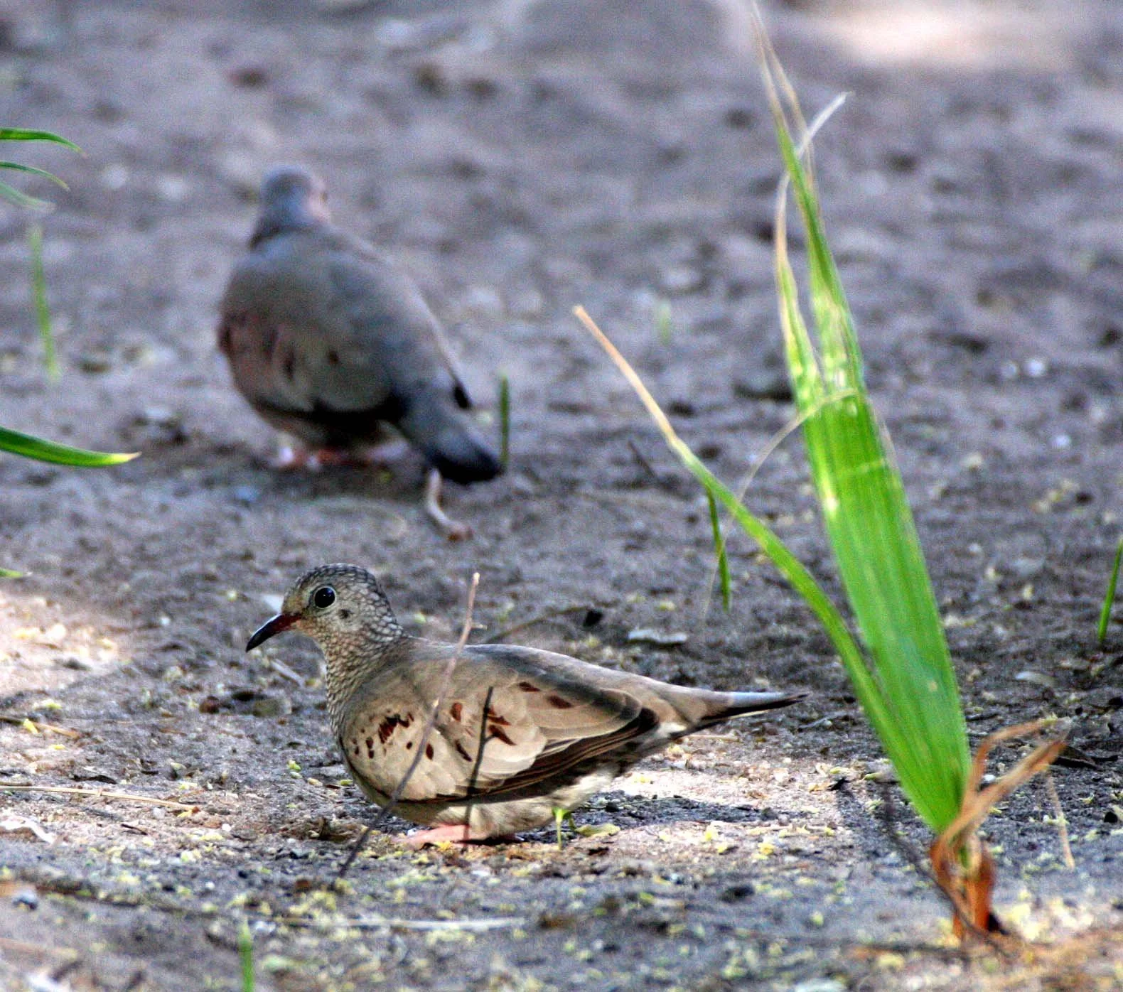 Genus Columbina Ground Doves — Coke Smith Wildlife