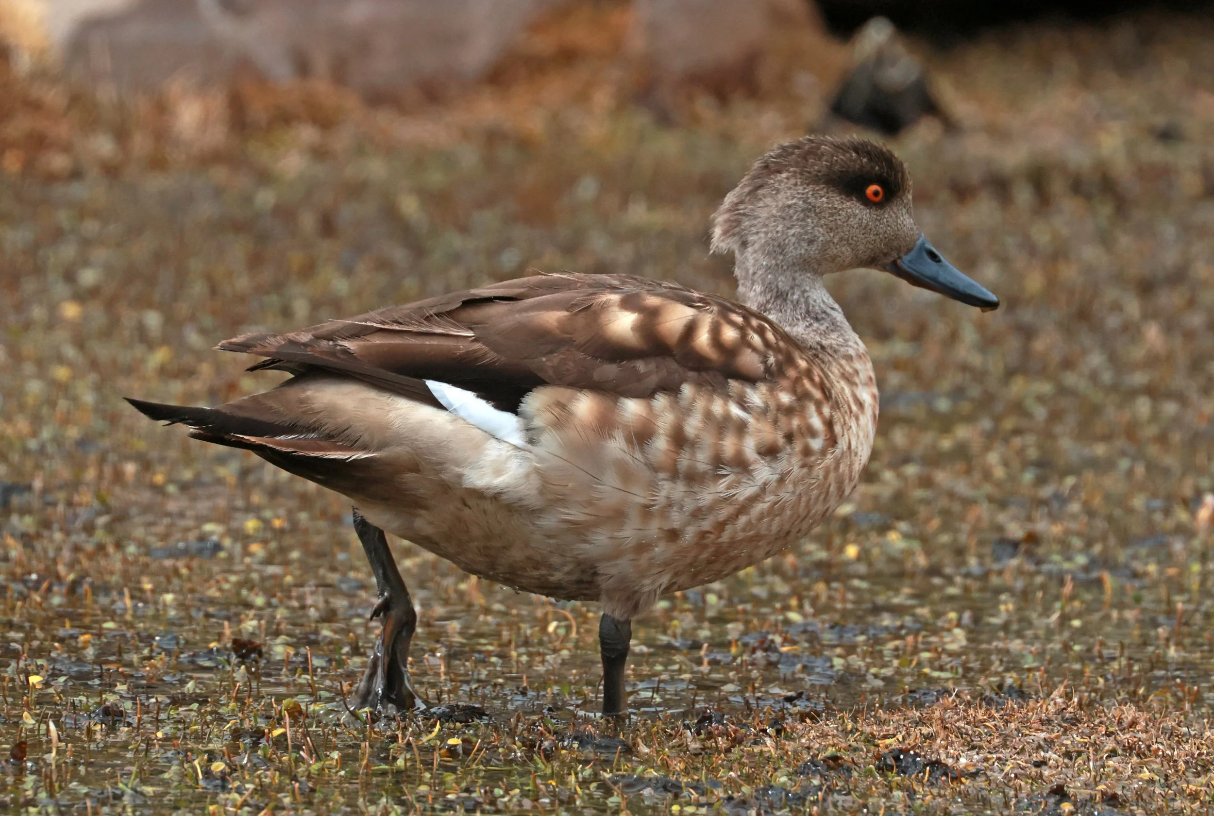 Birds of Lauca National Park, Chile — Coke Smith Wildlife