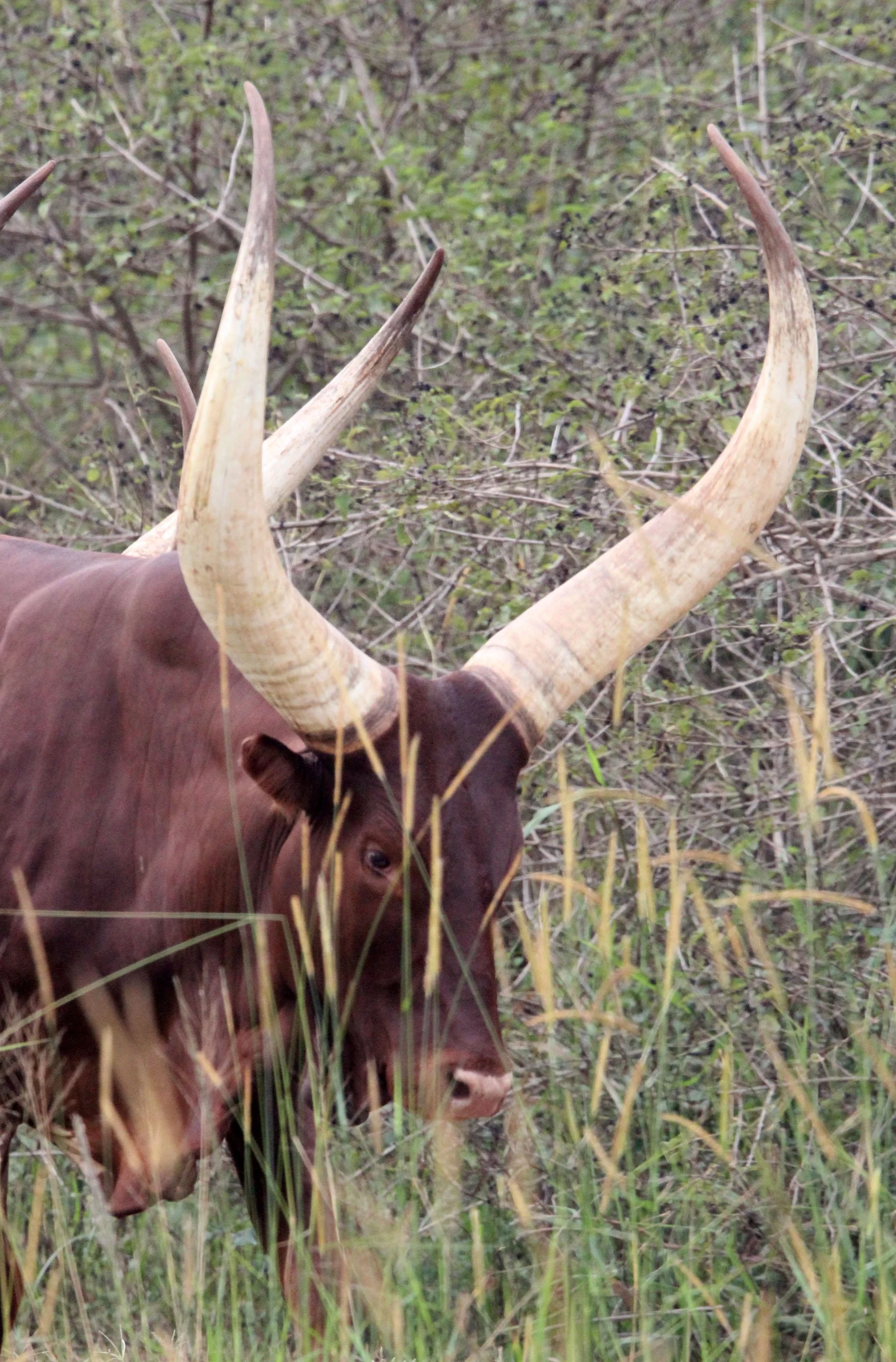 Bos taurus Domestic Cattle — Coke Smith Wildlife