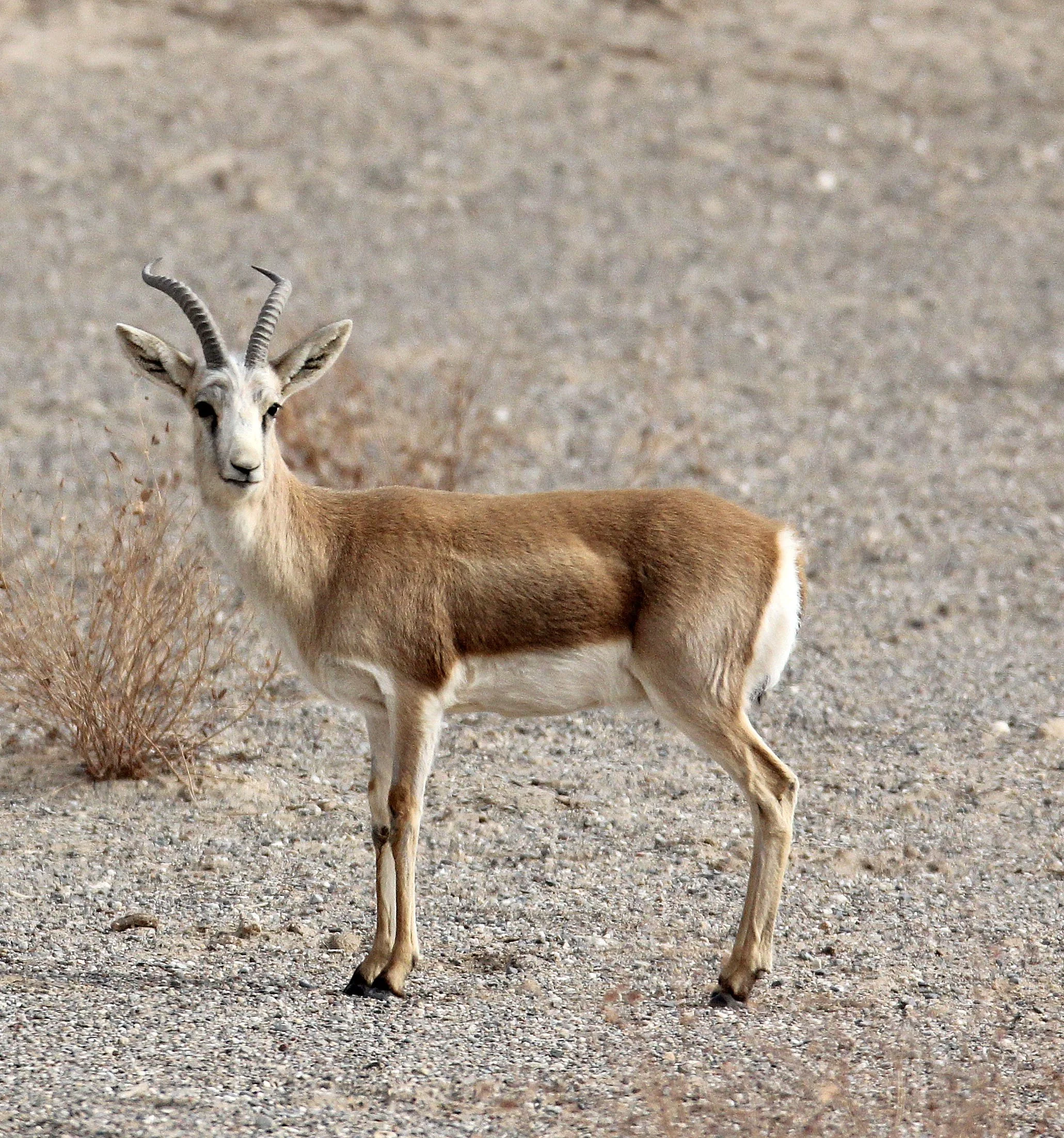 Genus Gazella Gazelles — Coke Smith Wildlife