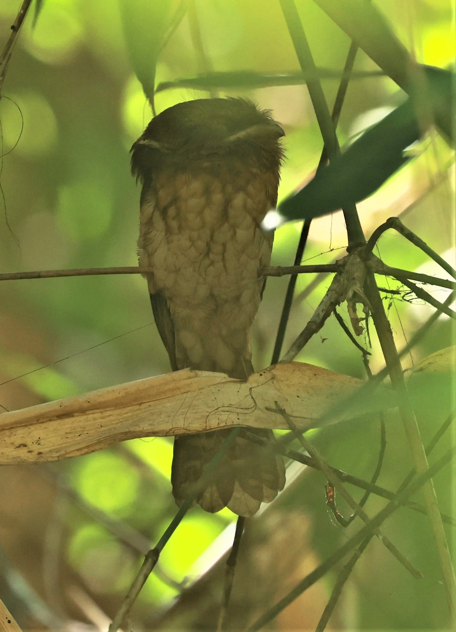 Gould's frogmouth (Batrachostomus stellatus) Thailand — Coke Smith Wildlife