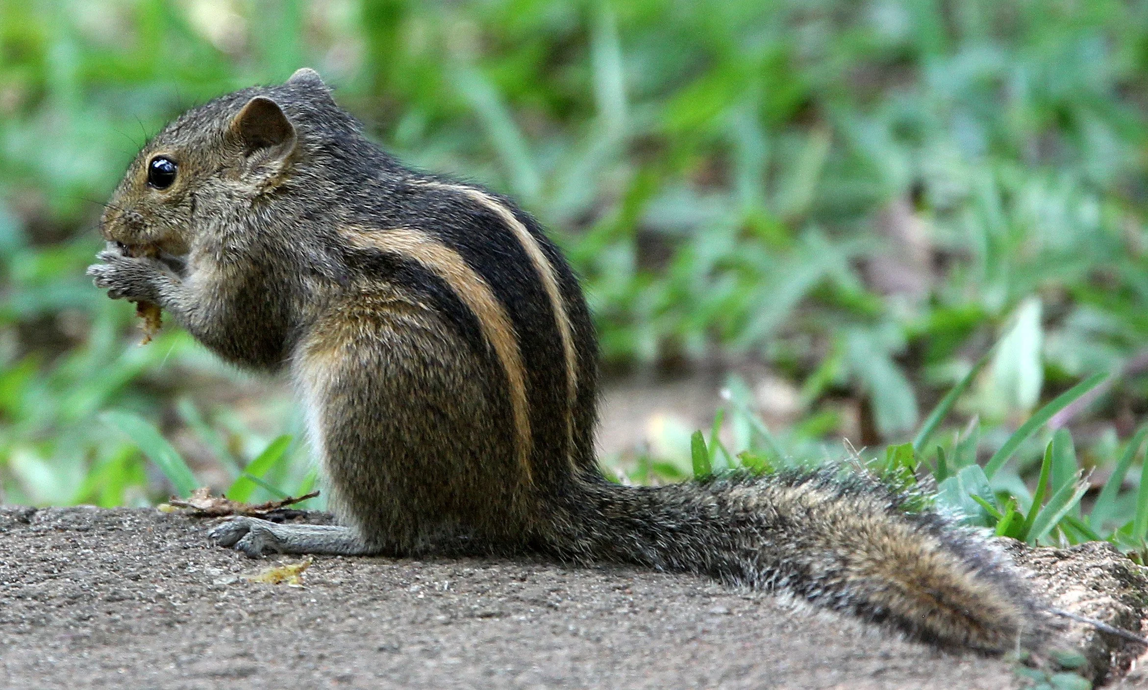 Genus Funambulus - Palm Squirrel — Coke Smith Wildlife