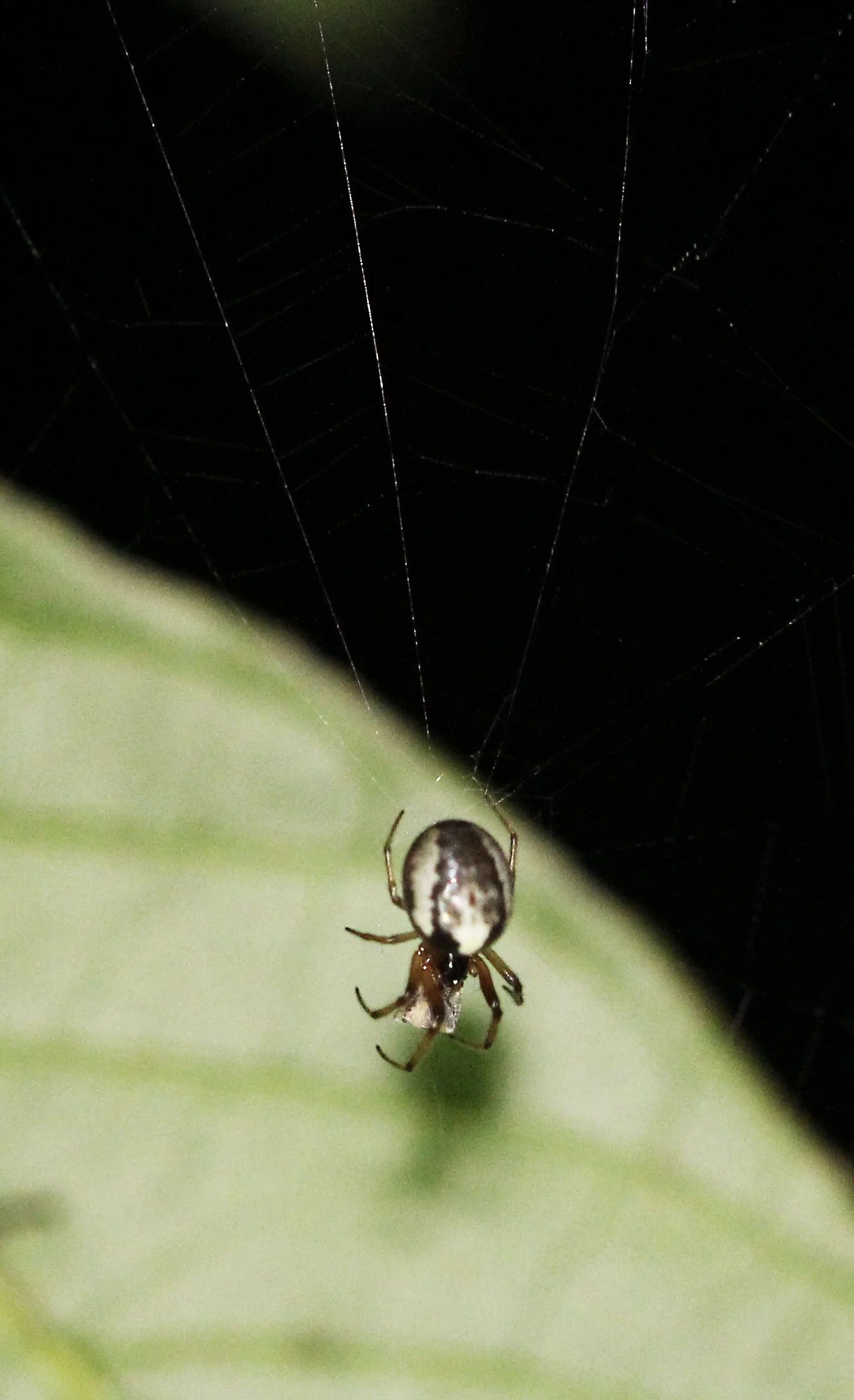 Class Arachnida - Spiders and Kin — Coke Smith Wildlife