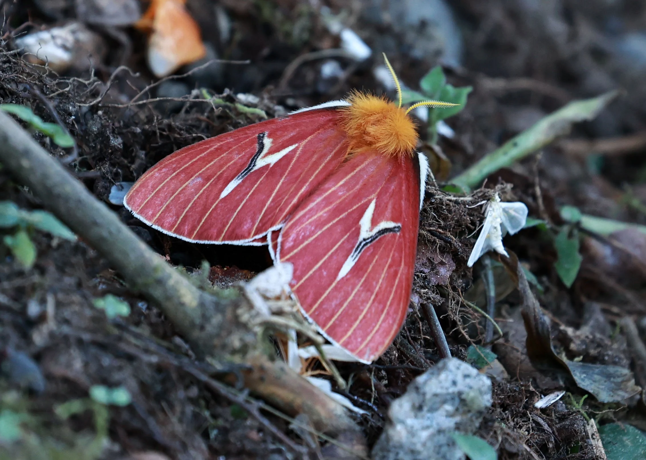 Family Saturniidae - Giant Silk Moths — Coke Smith Wildlife