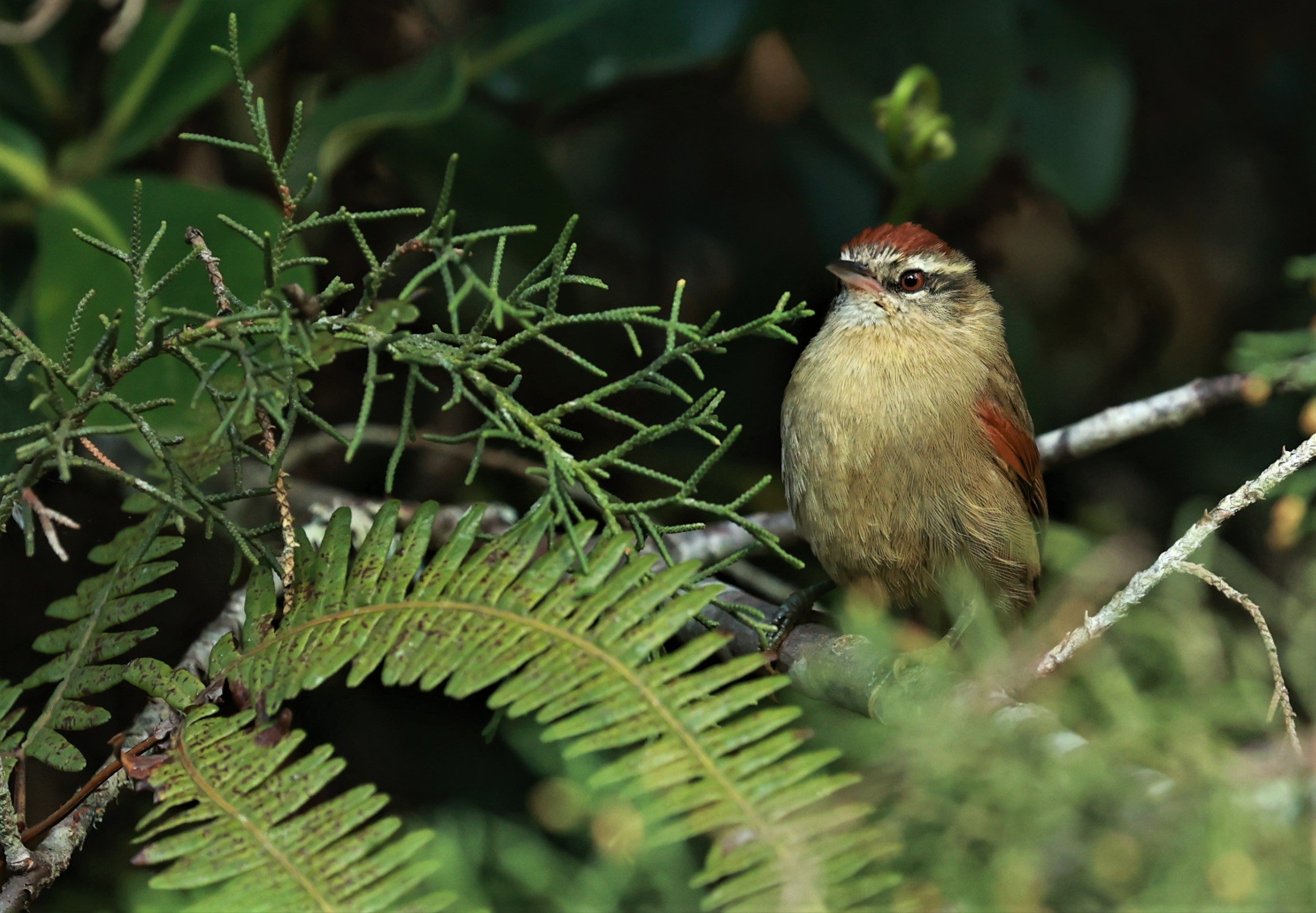 Birds of Carlos Botelho State Park, Sao Paulo State — Coke Smith Wildlife