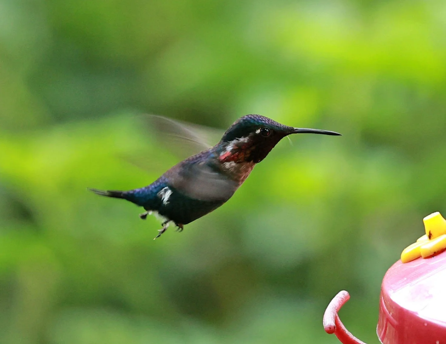 Family Trochilidae - Hummingbirds — Coke Smith Wildlife