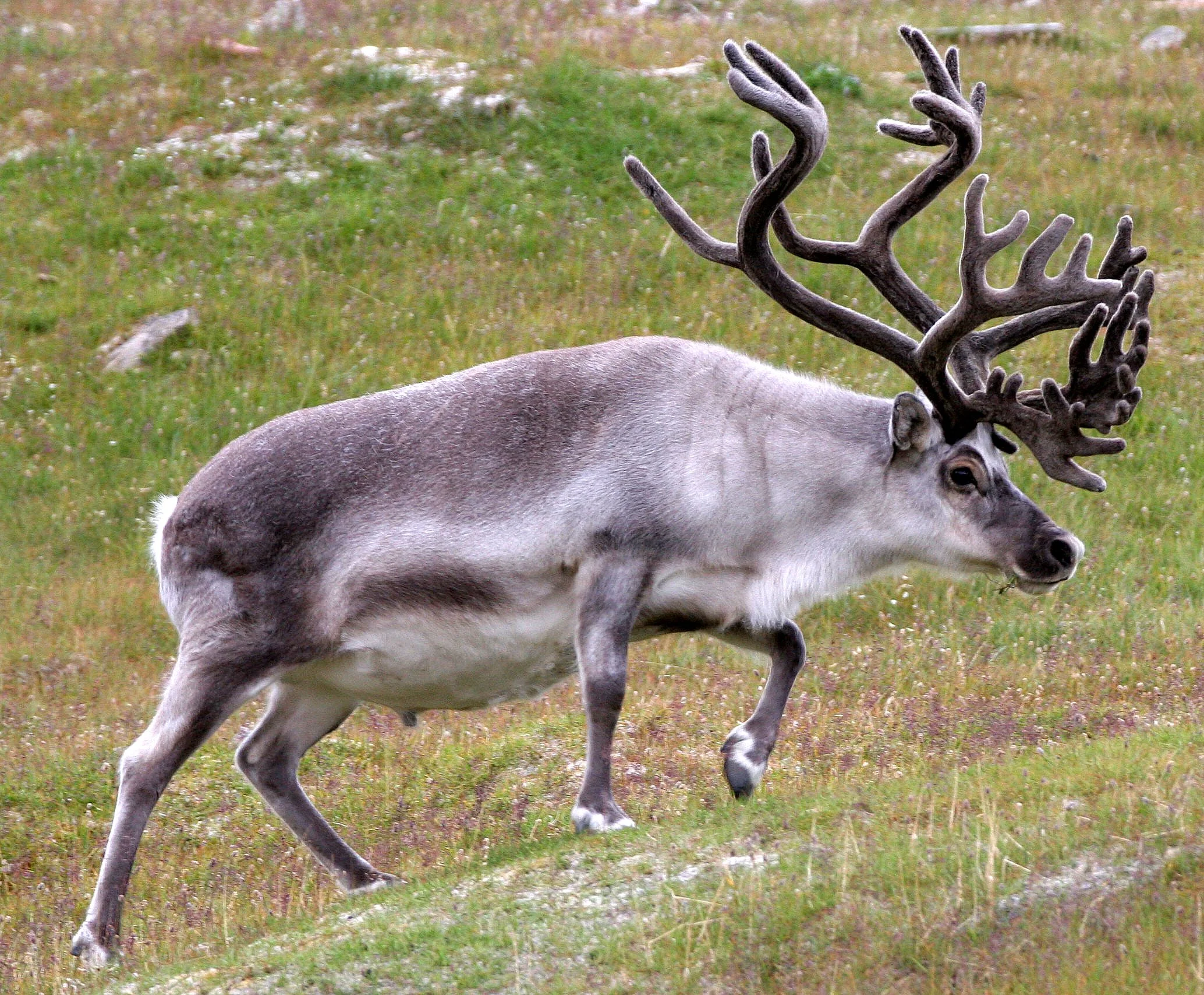 Genus Rangifer the Reindeer — Coke Smith Wildlife
