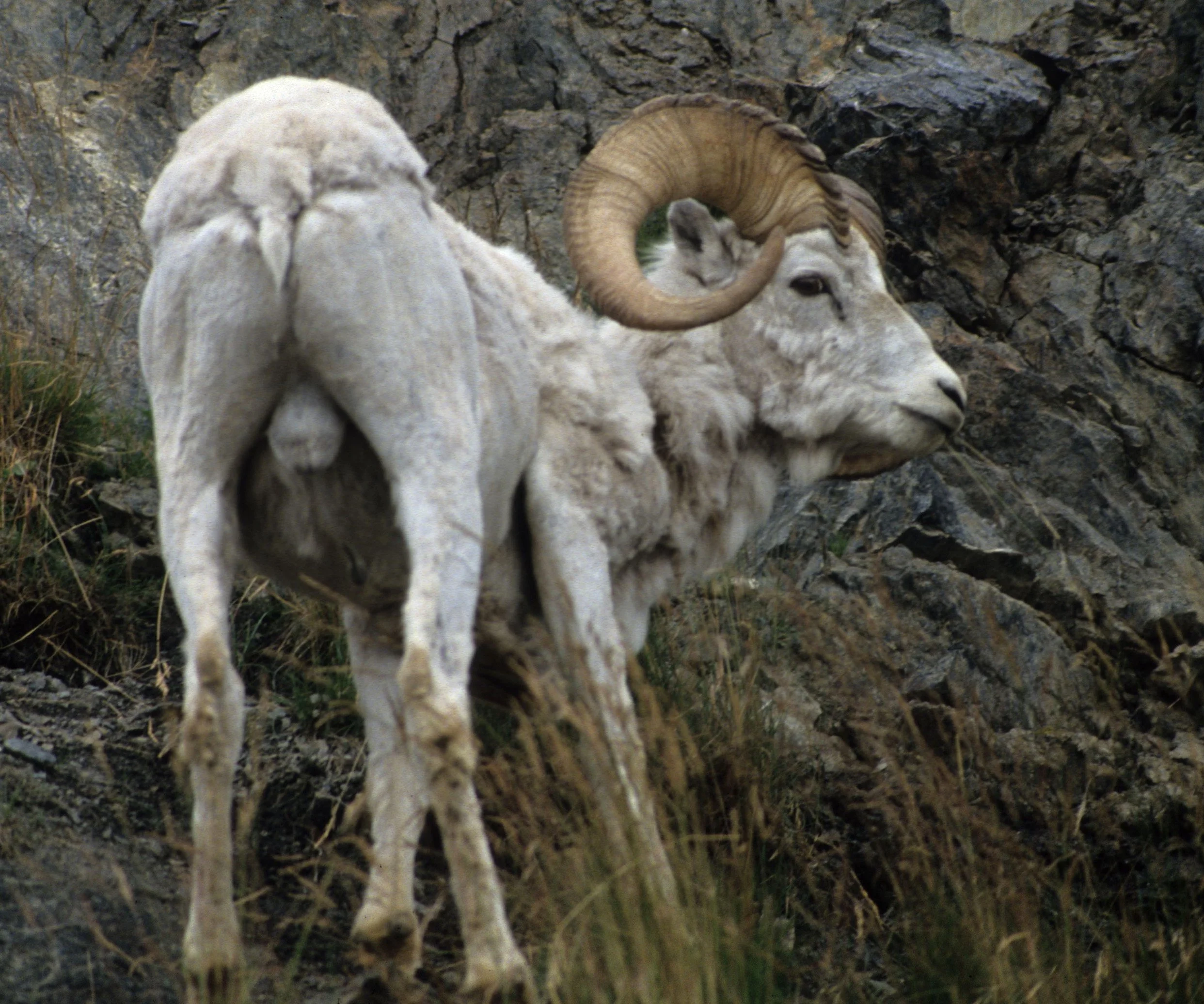 Genus Ovis Bighorn Sheep — Coke Smith Wildlife