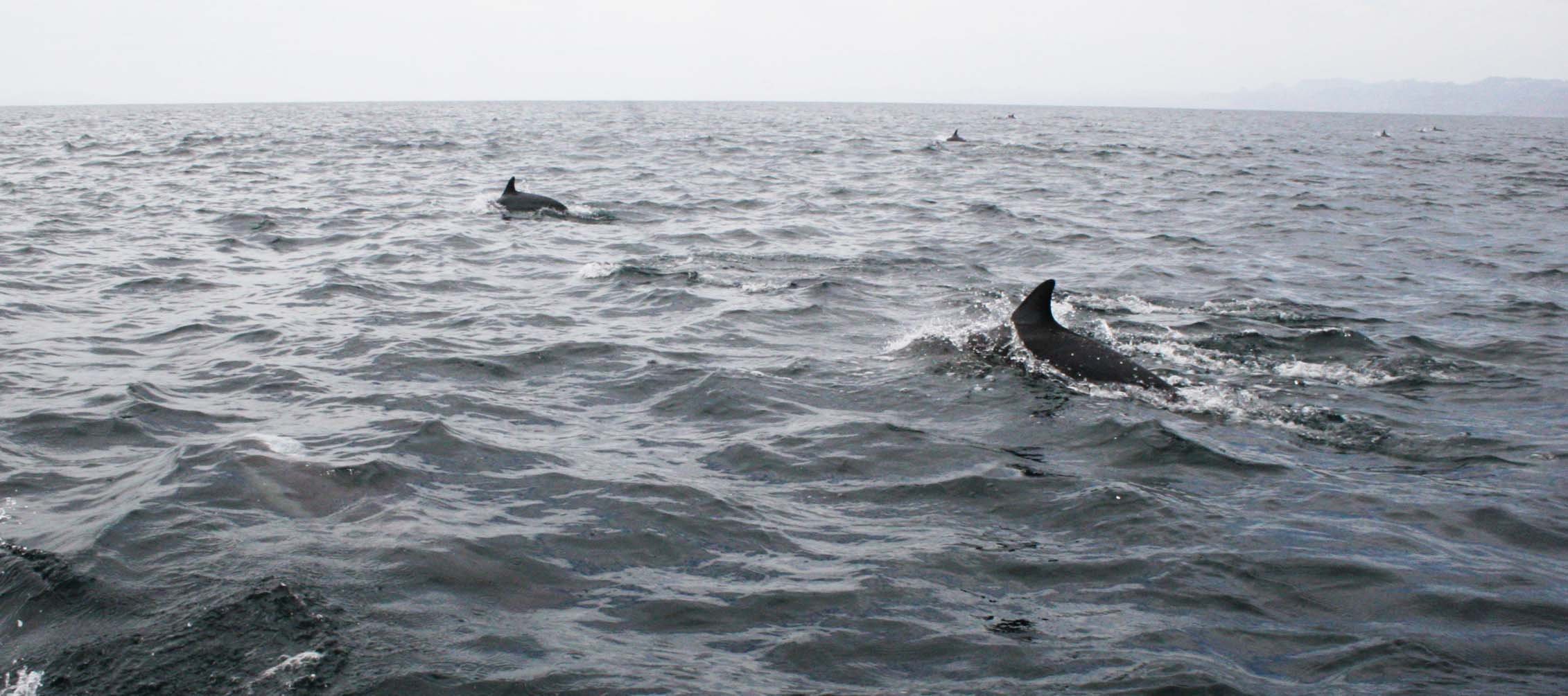 Tursiops aduncus Bottlenose Dolphin — Coke Smith Wildlife