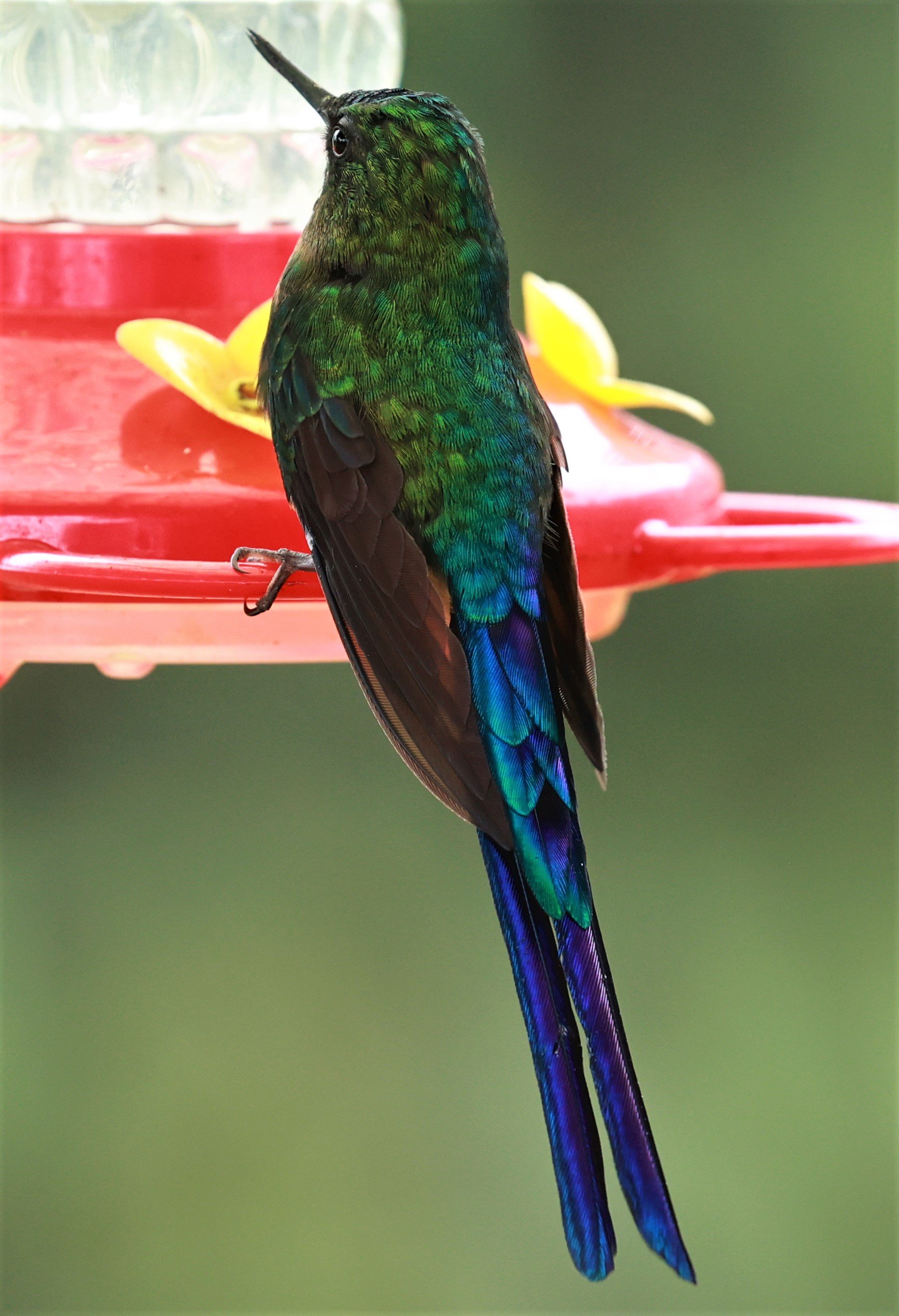 Long-tailed Sylph (Aglaiocercus kingii) Guango Lodge, Papallacta ...