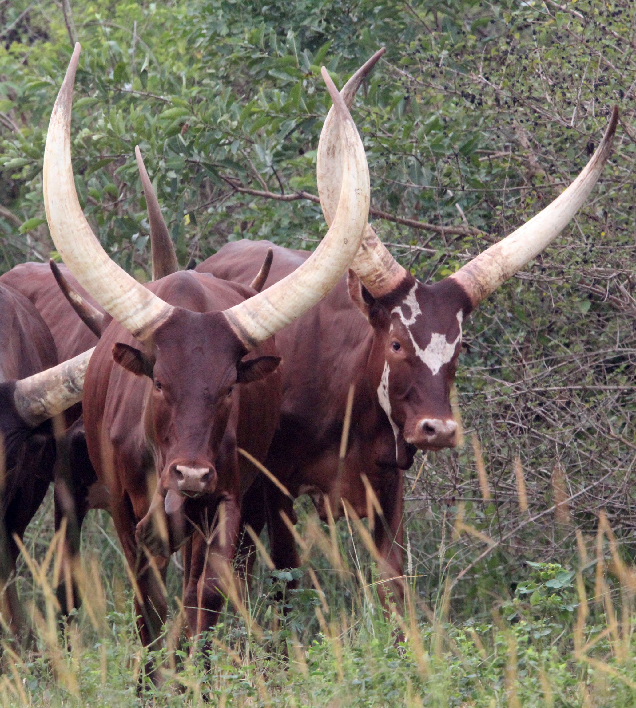 Bos taurus Domestic Cattle — Coke Smith Wildlife
