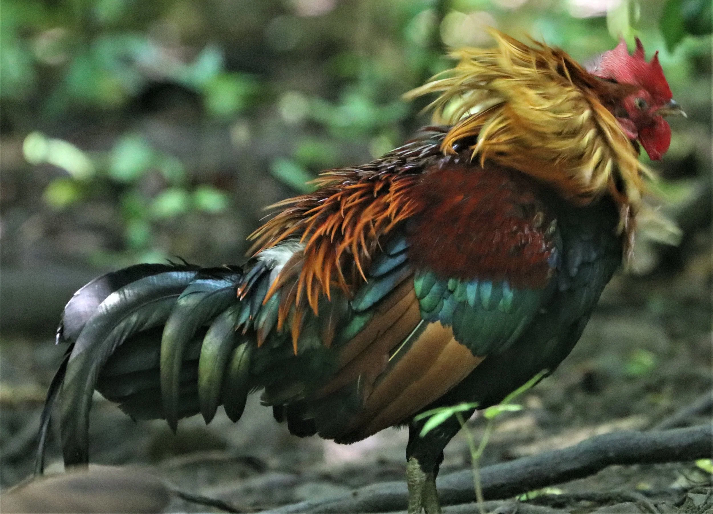 Genus Gallus, Jungle Fowl — Coke Smith Wildlife