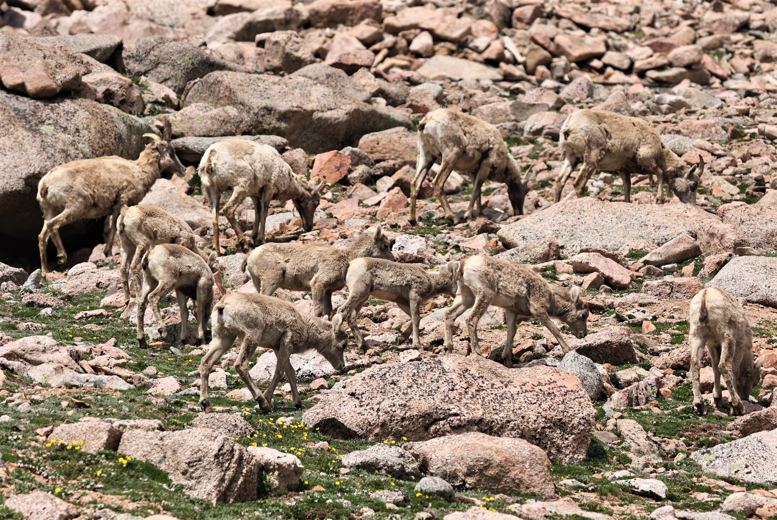 Genus Ovis Bighorn Sheep — Coke Smith Wildlife
