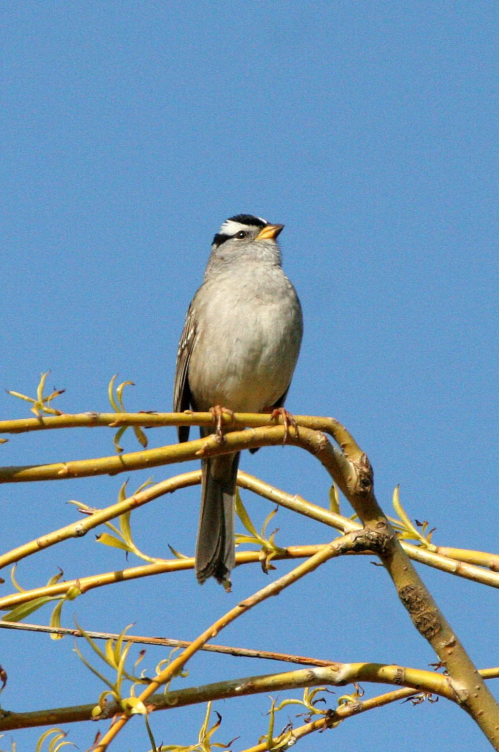 White-crowned Sparrow (Zonotrichia leucophrys) USA — Coke Smith Wildlife
