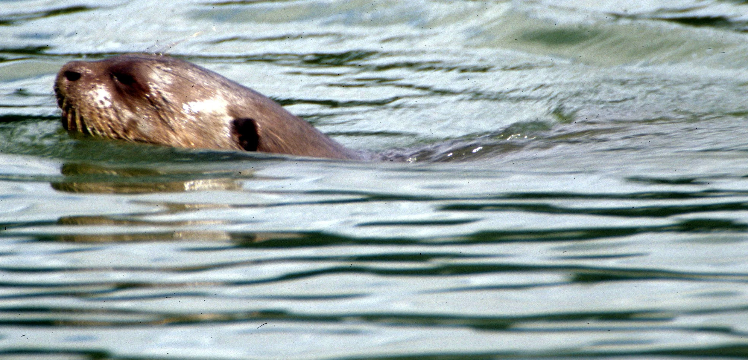 Pteronura brasiliensis Giant Otter — Coke Smith Wildlife