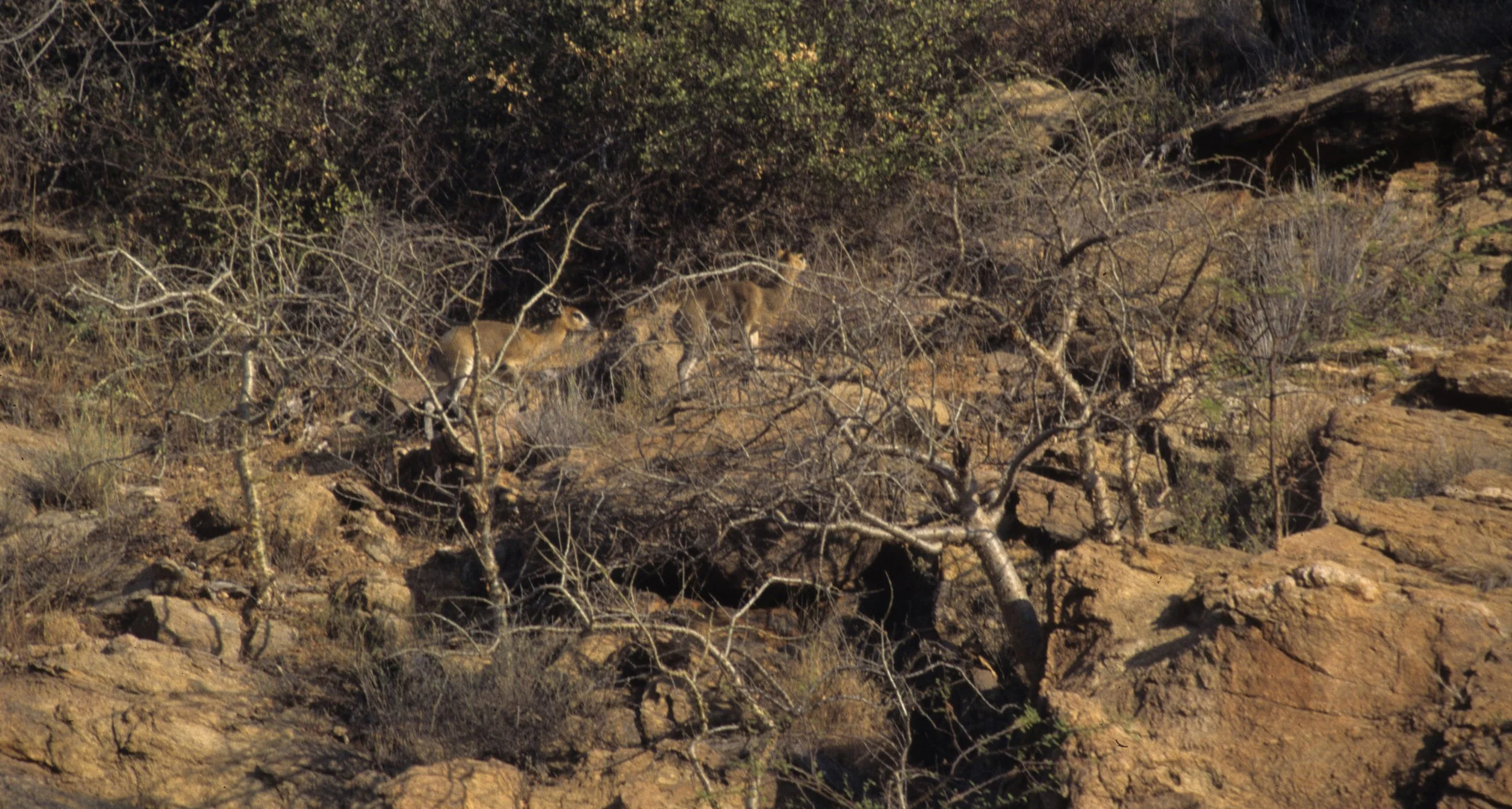 Oreotraginae Klipspringers — Coke Smith Wildlife