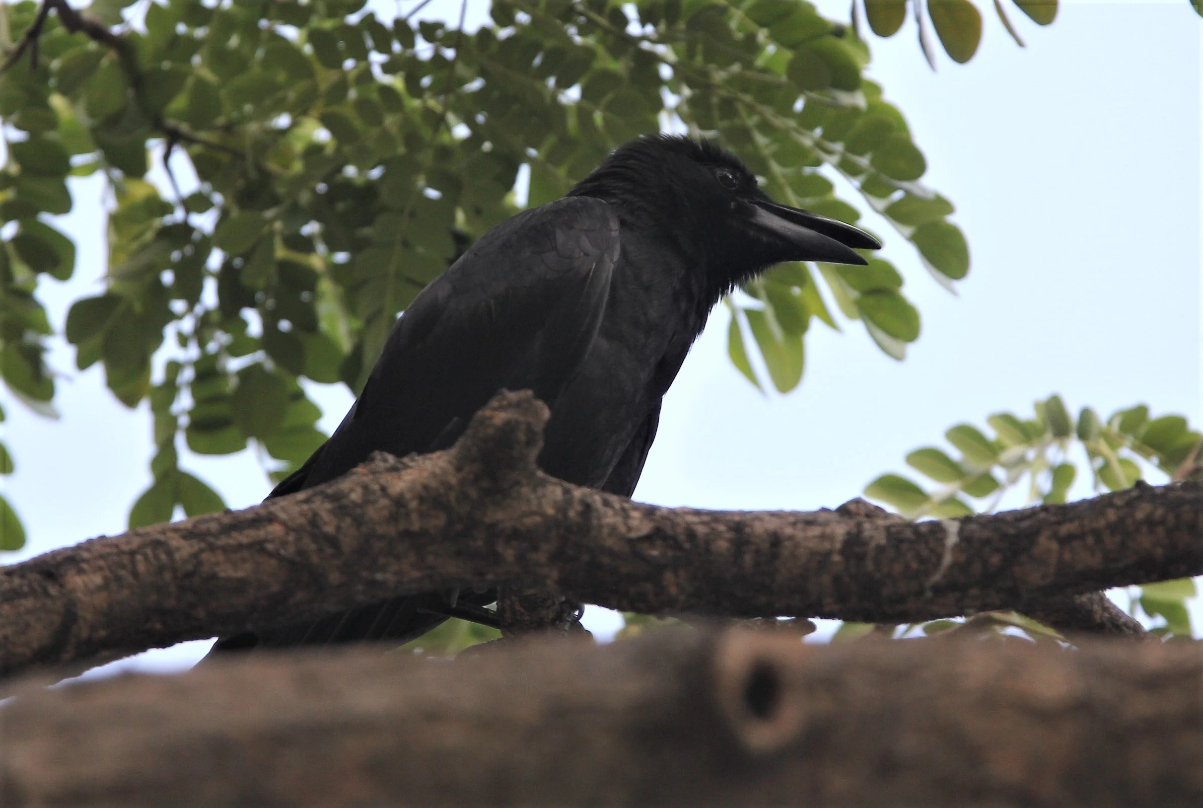 Large-billed Crow (Corvus macrorhynchos) Thailand, China, Japan — Coke ...