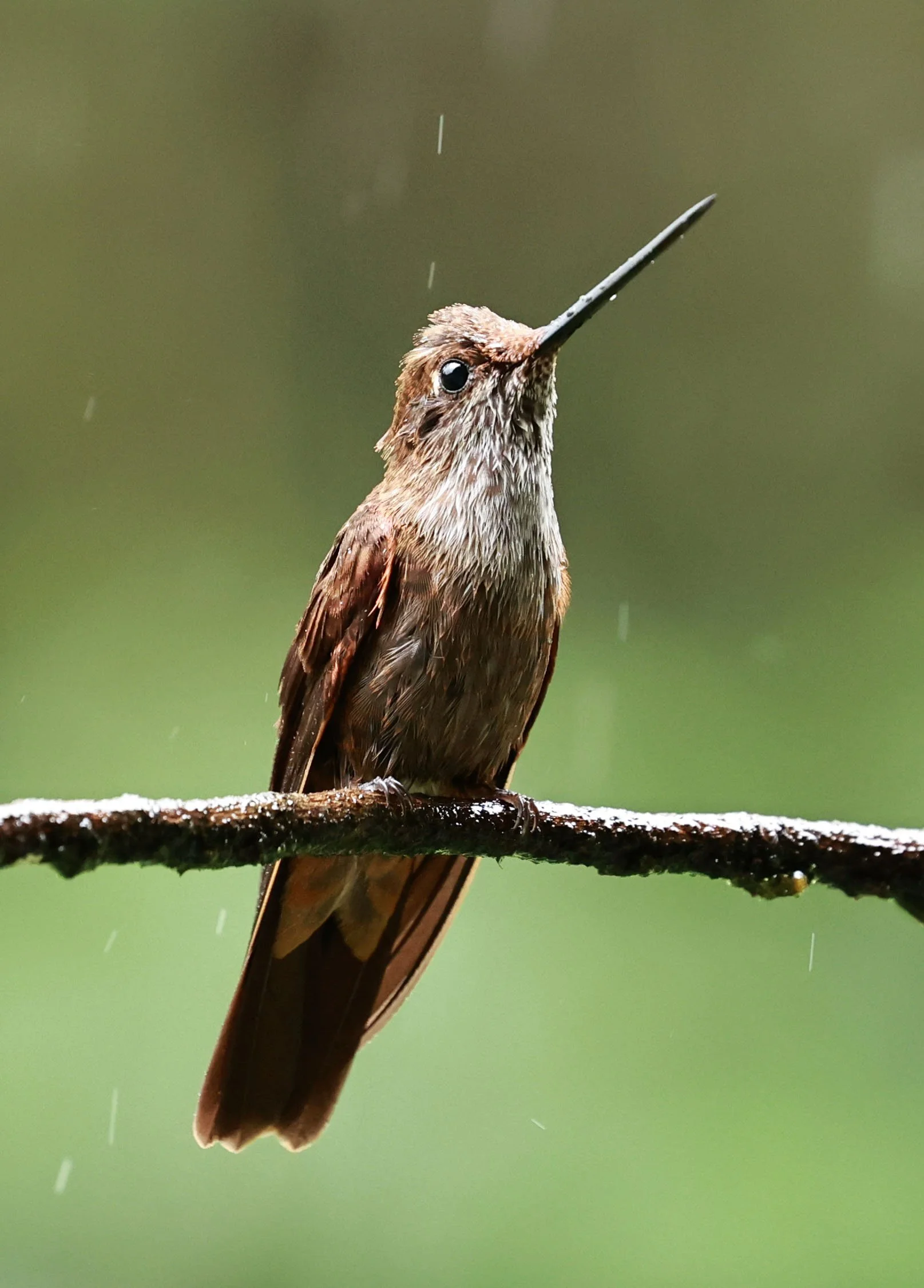 Birds of San Isidro Lodge and Surrounding Areas — Coke Smith Wildlife