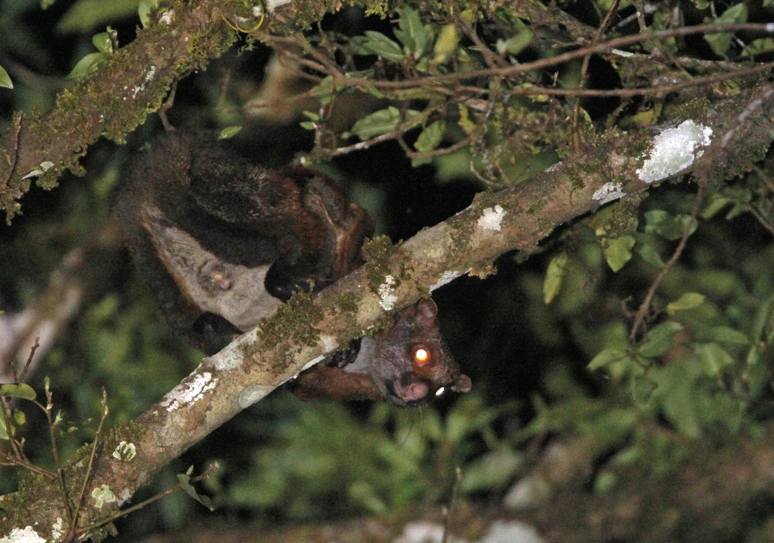 Petaurista philippensis - Indian Giant Flying Squirrel — Coke Smith ...