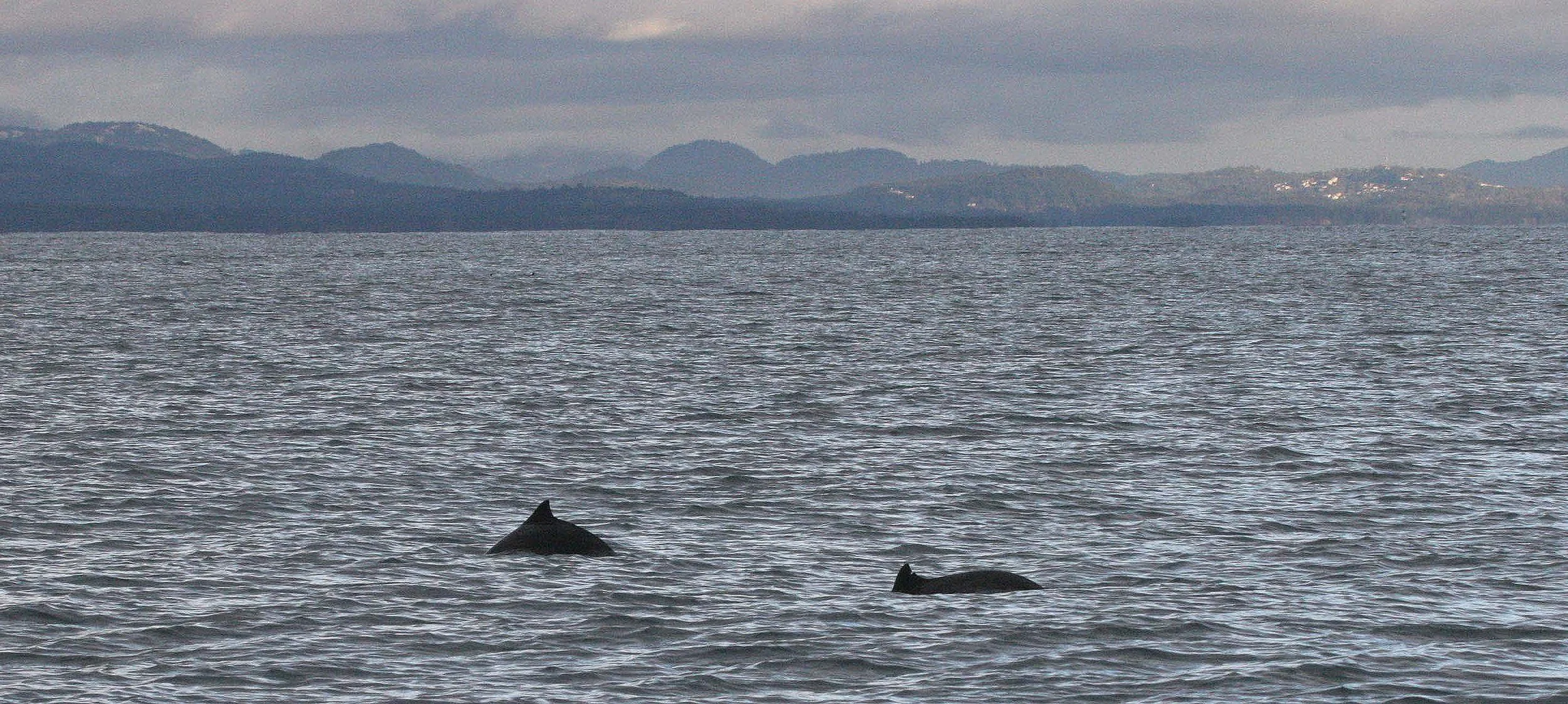 Phocoenoides dalli dalli Dall's Porpoise — Coke Smith Wildlife