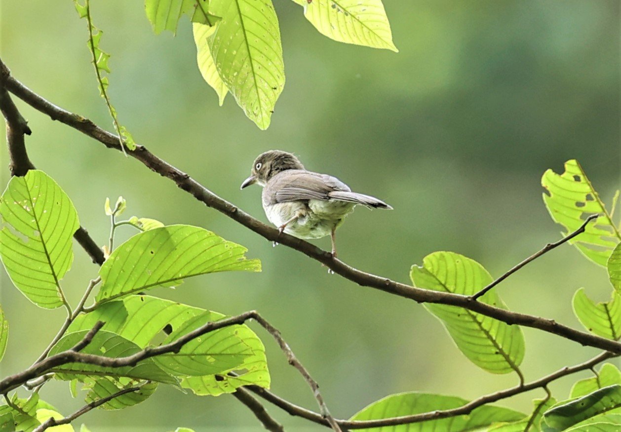 Cream-vented Bulbul (Pycnonotus simplex) — Coke Smith Wildlife