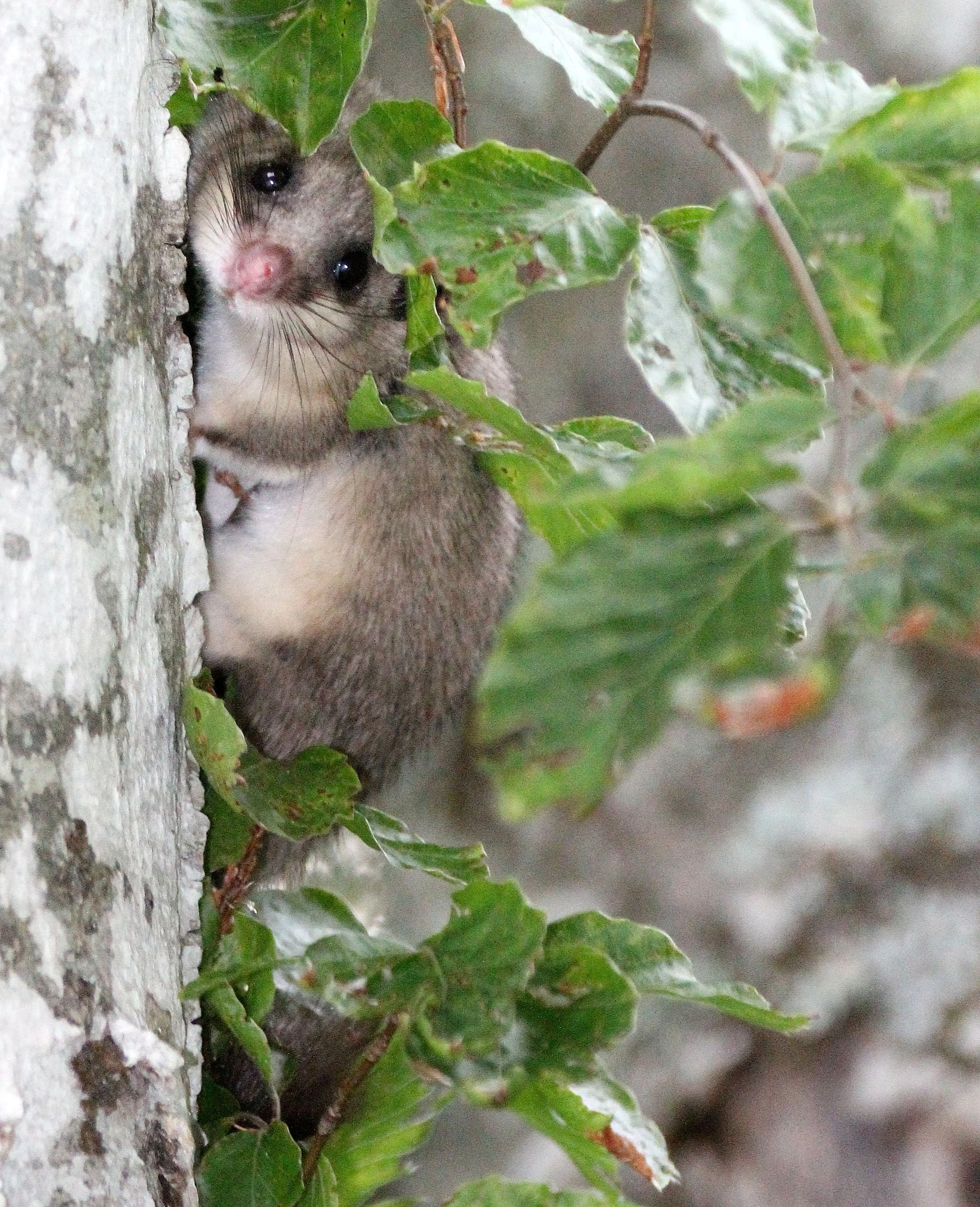 Glis glis - Fat or Edible Dormouse — Coke Smith Wildlife