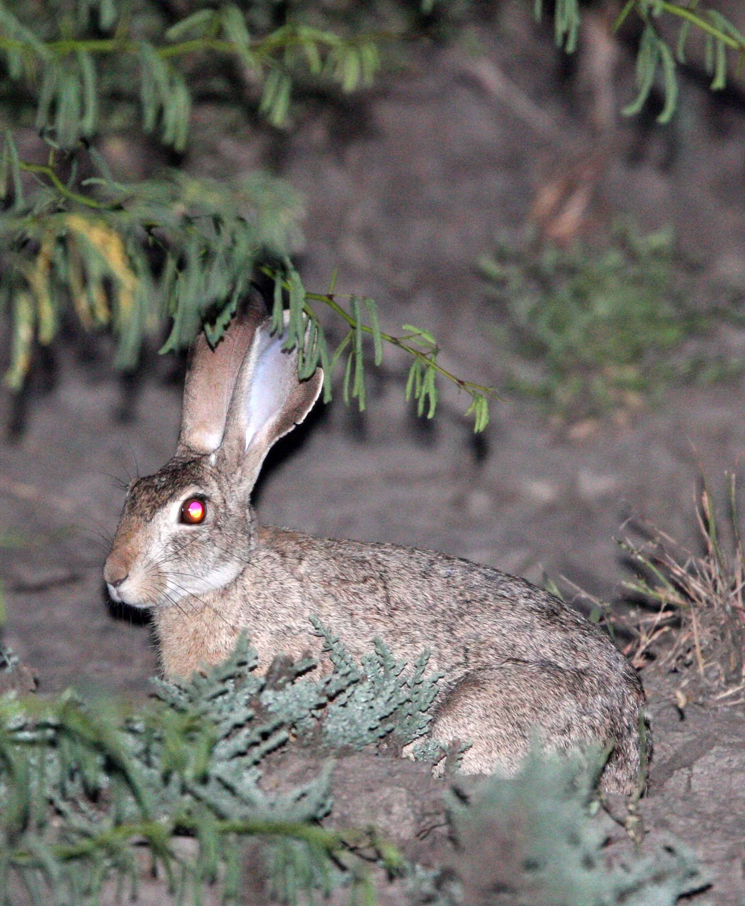 Genus Lepus Rabbits & Hares — Coke Smith Wildlife