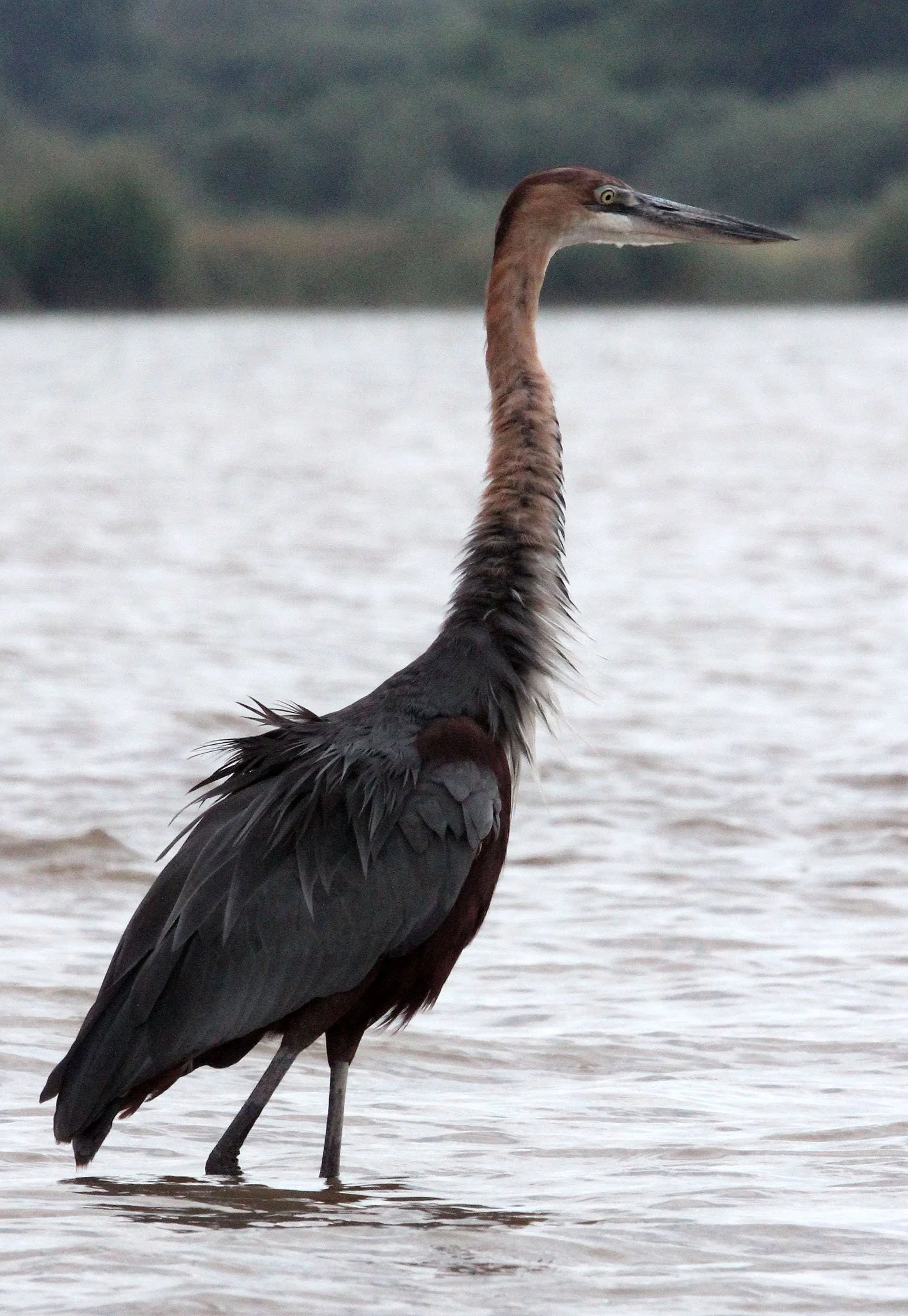 Goliath Heron (Ardea goliath) — Coke Smith Wildlife