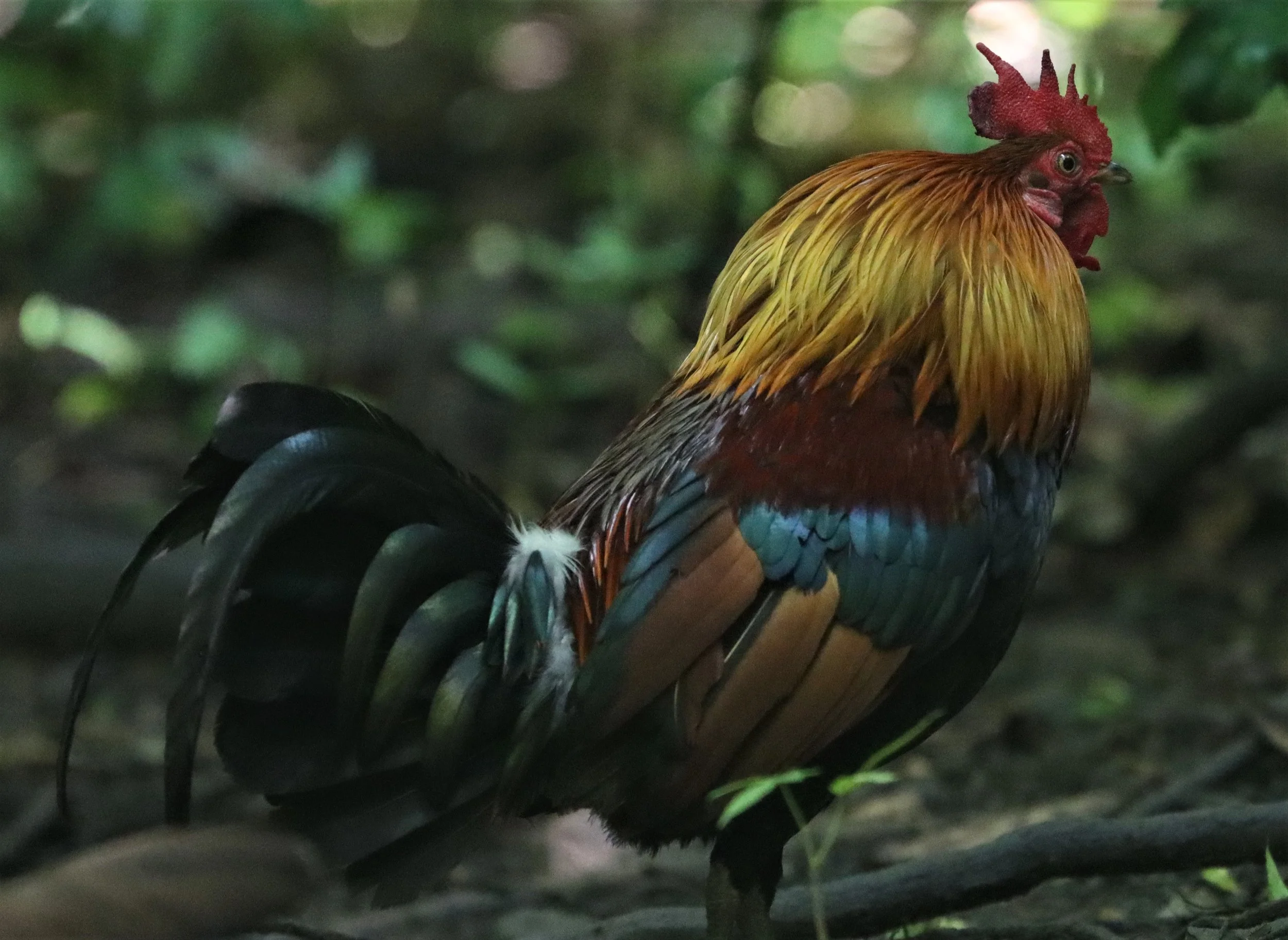 Genus Gallus, Jungle Fowl — Coke Smith Wildlife