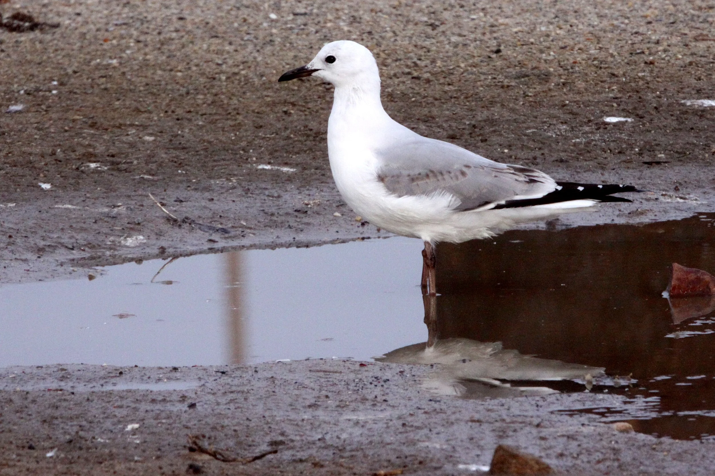 Hartlaub's Gull (Larus hartlaubii) Southern Africa — Coke Smith Wildlife