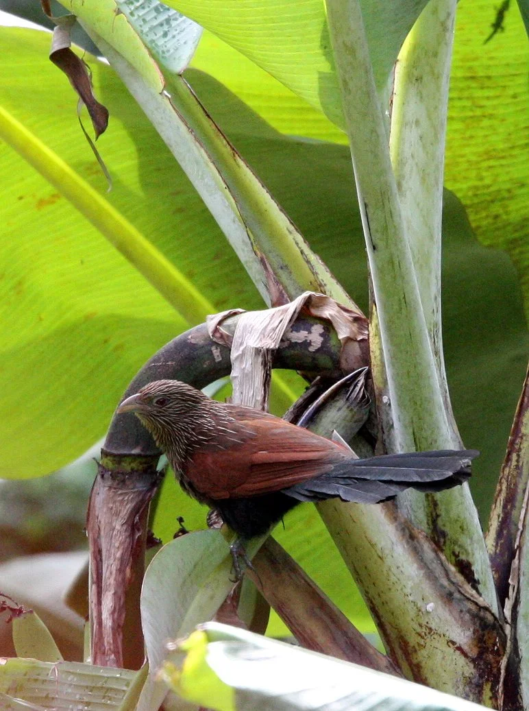 Genus Centropus Coucals — Coke Smith Wildlife
