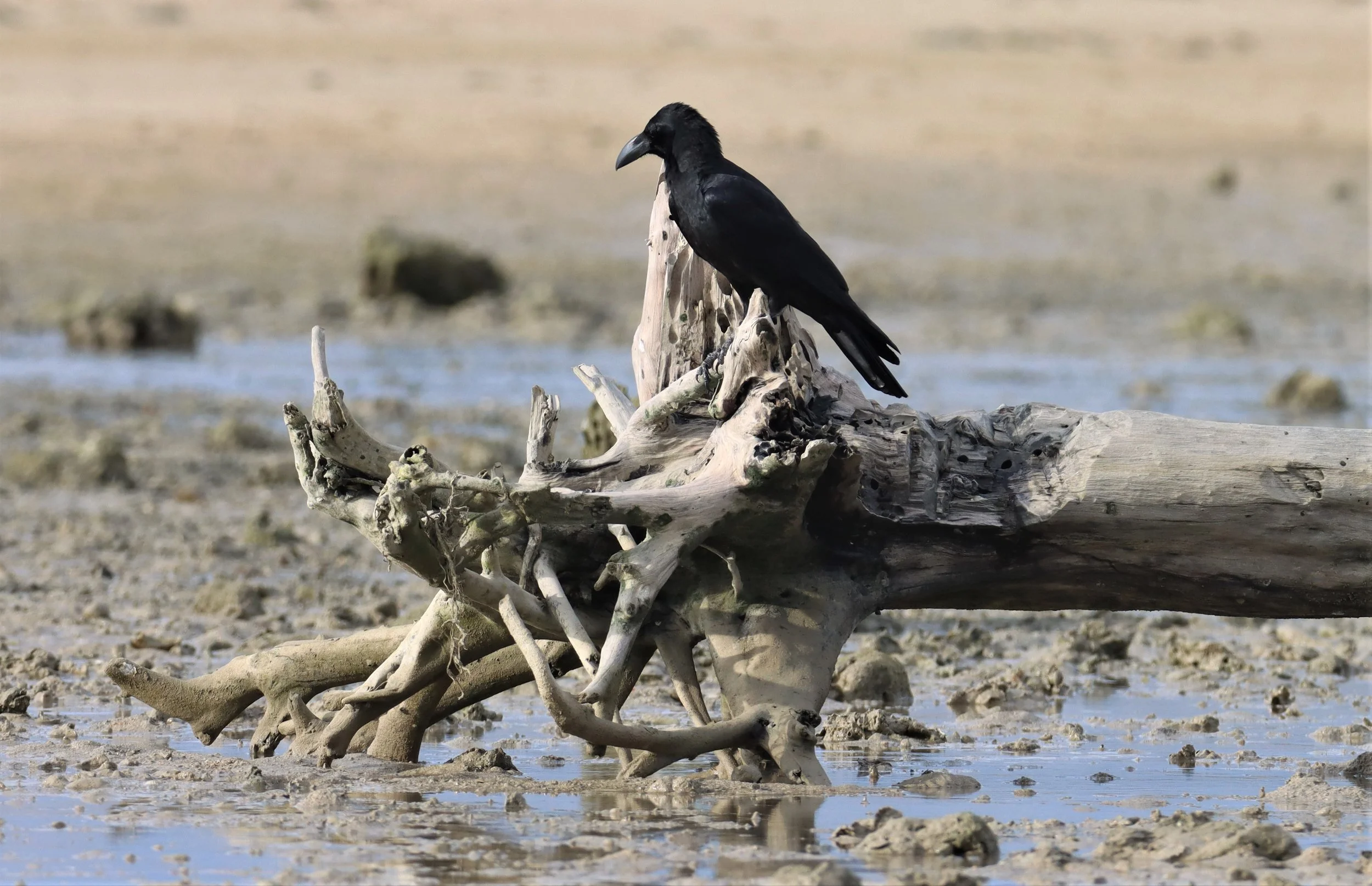 Large-billed Crow (Corvus macrorhynchos) Thailand, China, Japan — Coke ...