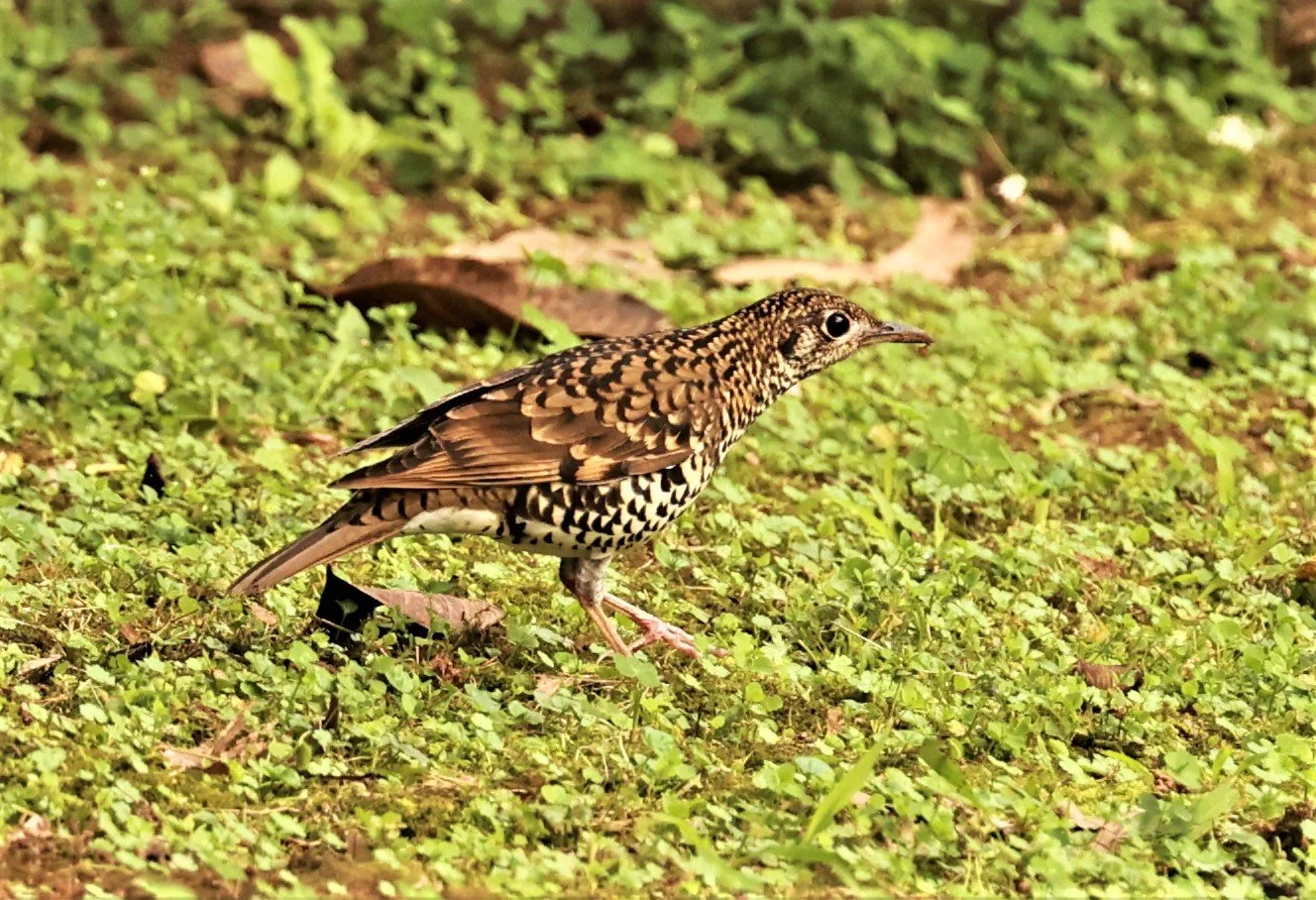 Scaly Thrush (Zoothera dauma) Doi Ang Kang Chiang Mai — Coke Smith Wildlife