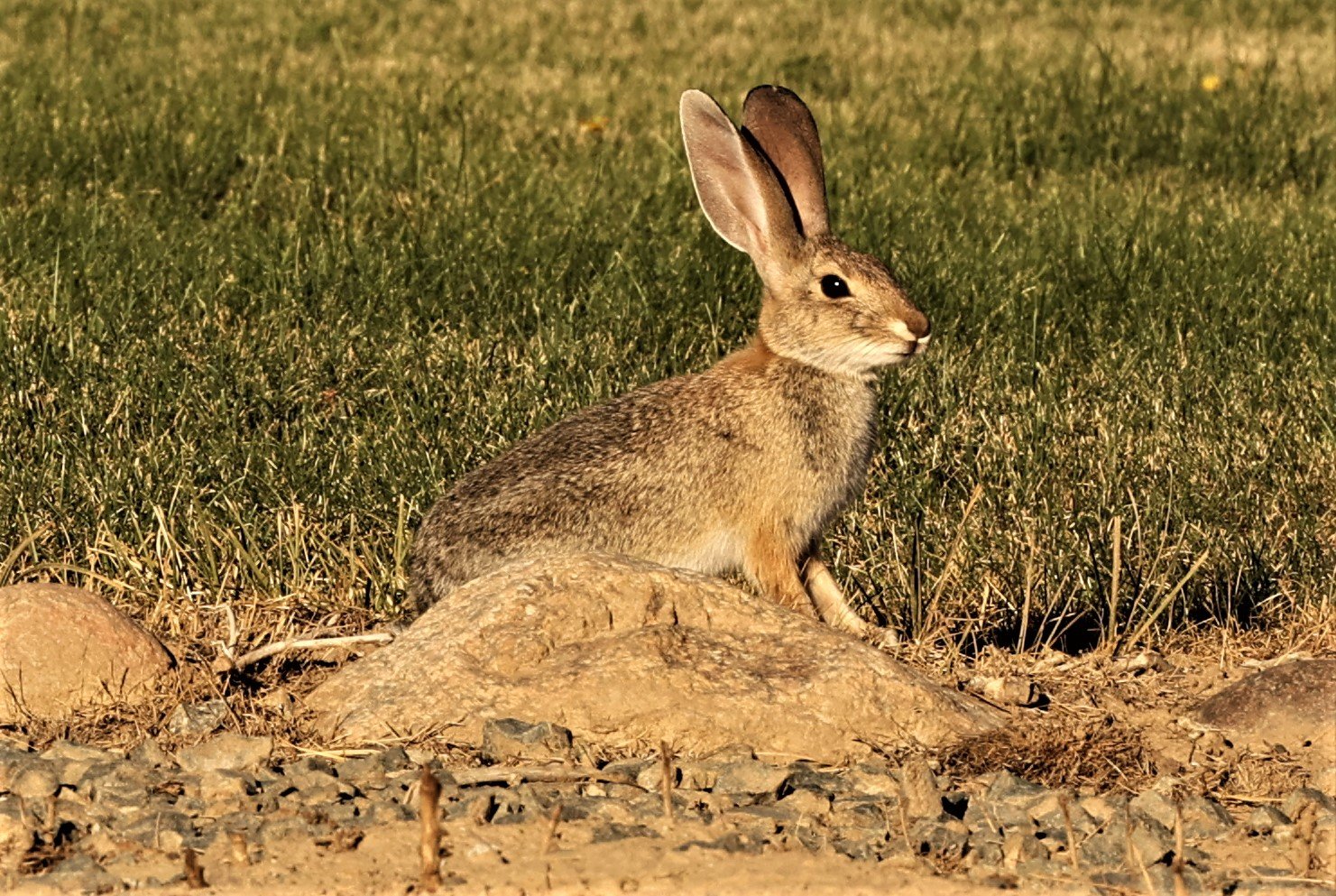 Genus Lepus Rabbits & Hares — Coke Smith Wildlife